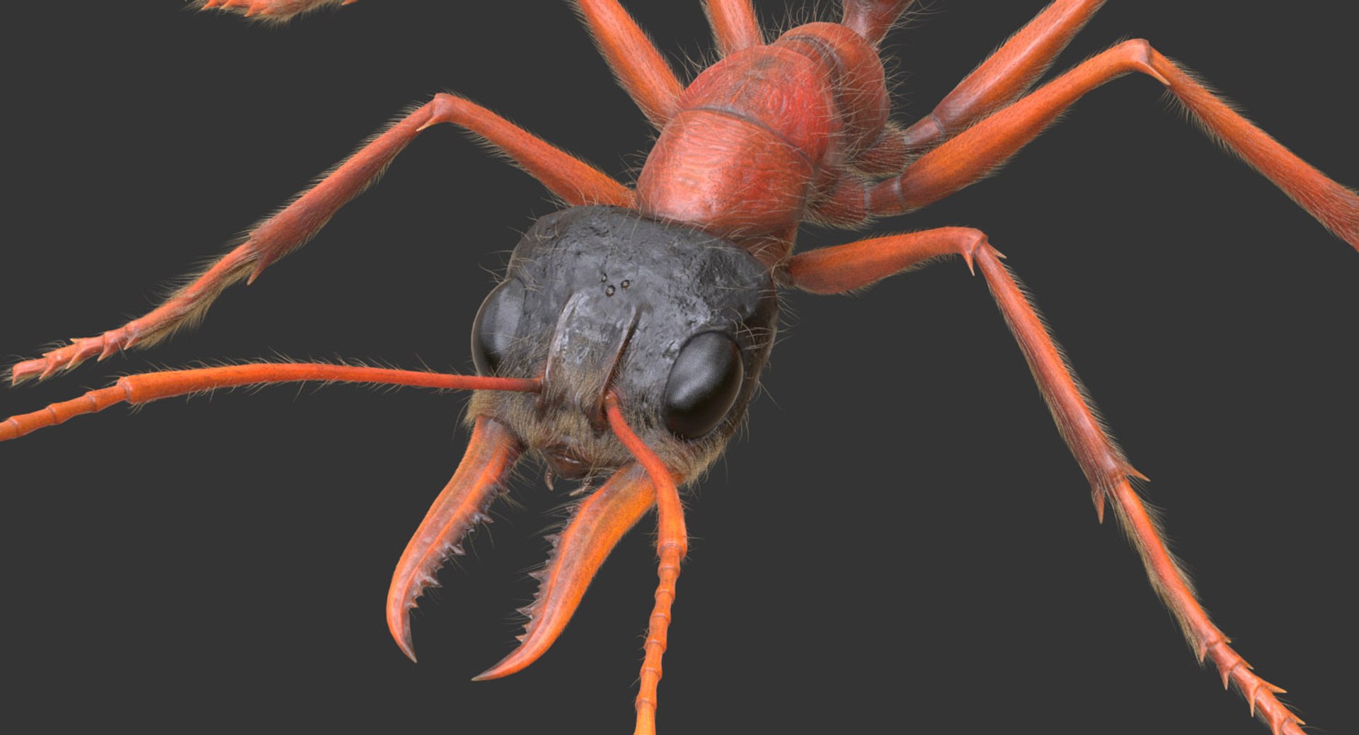 Australian Bulldog Ant 3D Model - TurboSquid 1289989