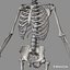 3d Human Anatomy Ultimate