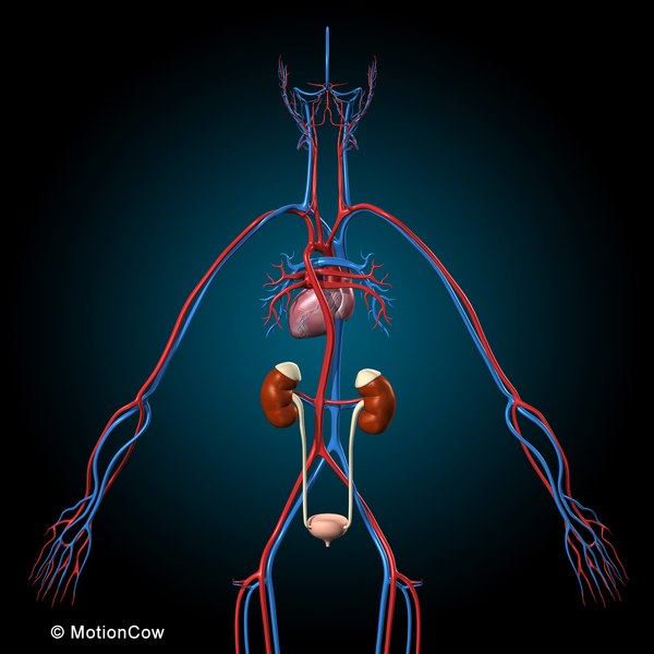 3d human anatomy ultimate