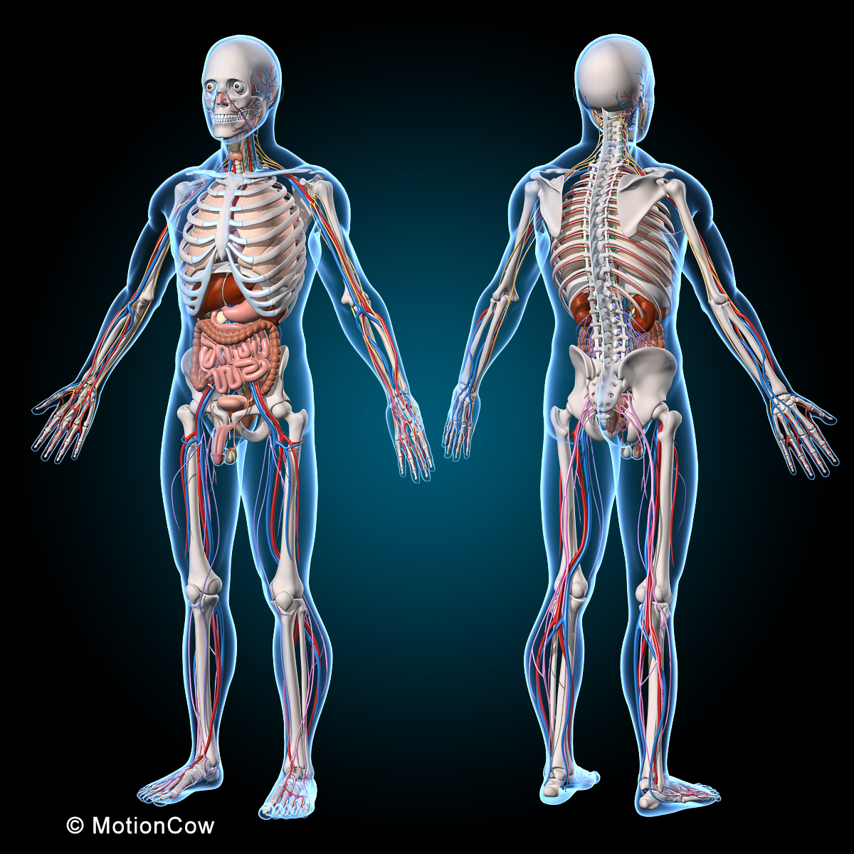 3d human anatomy ultimate