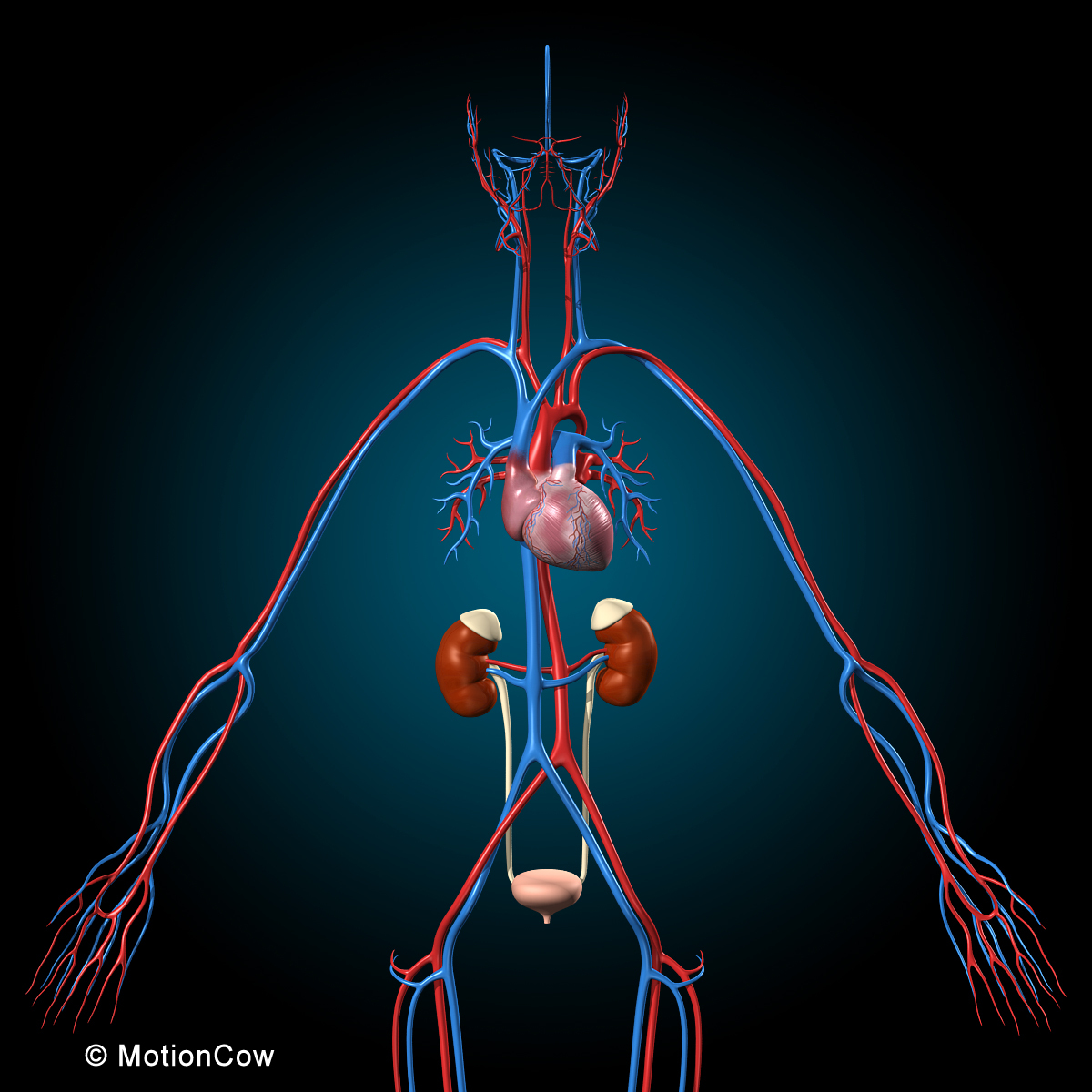 3d human anatomy ultimate