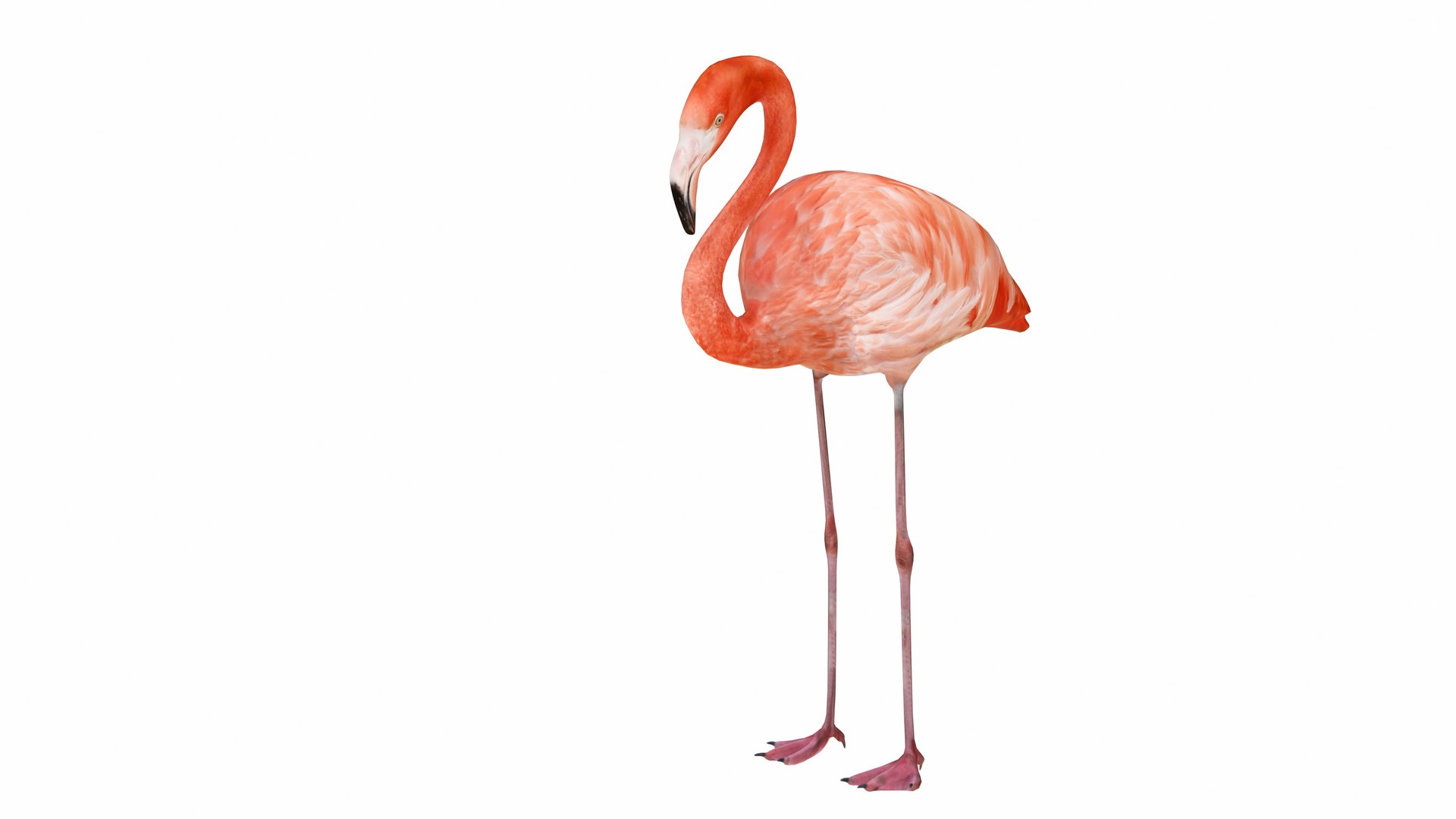 3D Flamingo Pink - TurboSquid 2339585