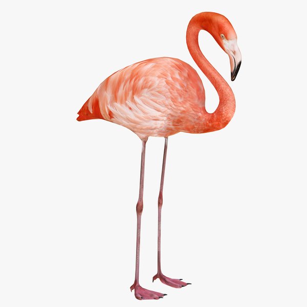 modelo 3d Flamenco rosa - TurboSquid 2339585