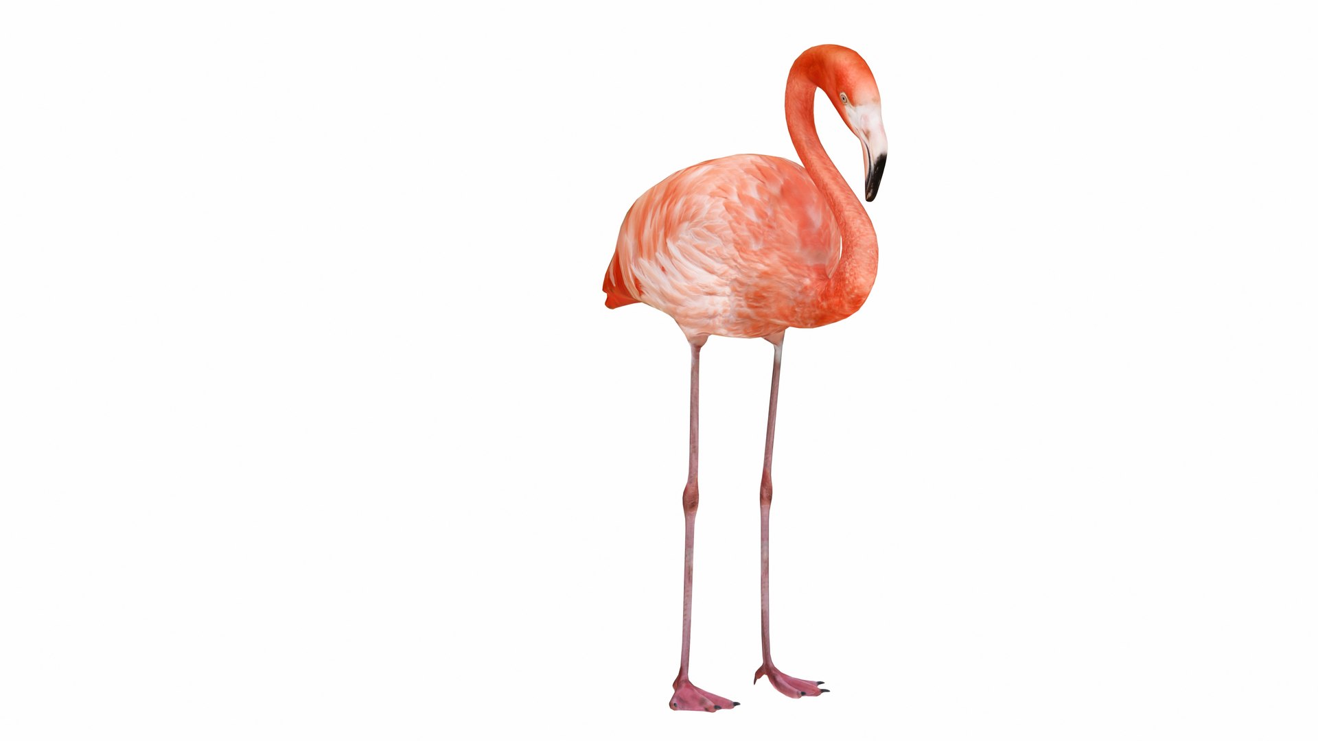3D Flamingo Pink - TurboSquid 2339585