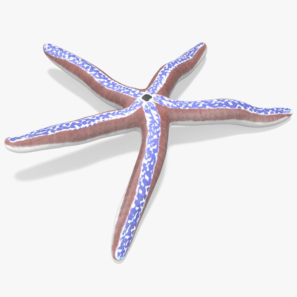 modelo 3d Pose acostada de estrella de mar azul del Pacífico ...