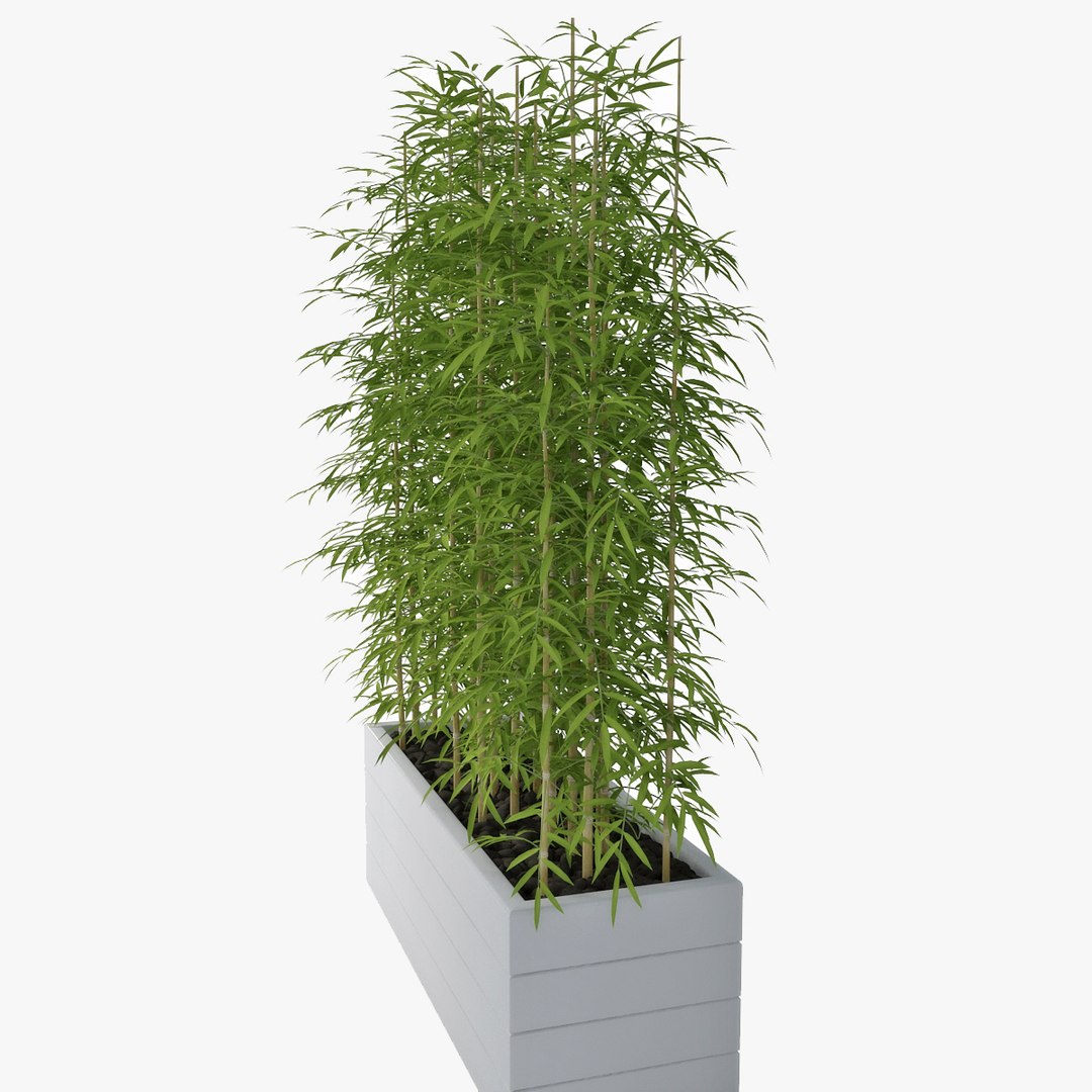 3d Model Bamboo