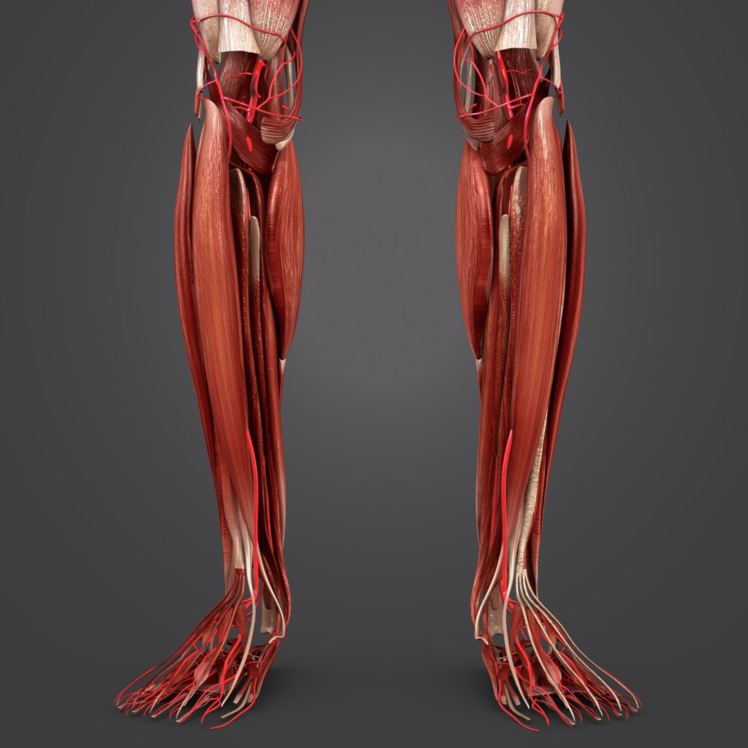 Body natural muscles 3D model - TurboSquid 1319724