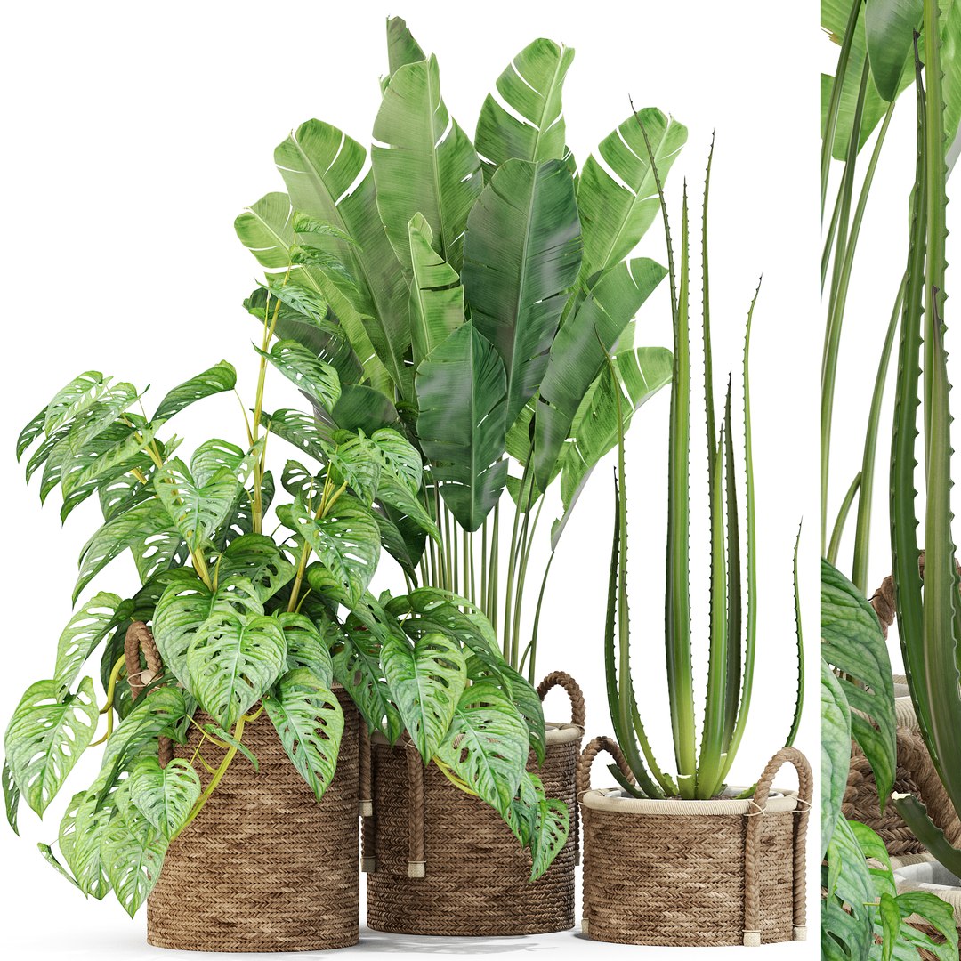 3D Plants Model - TurboSquid 1701069