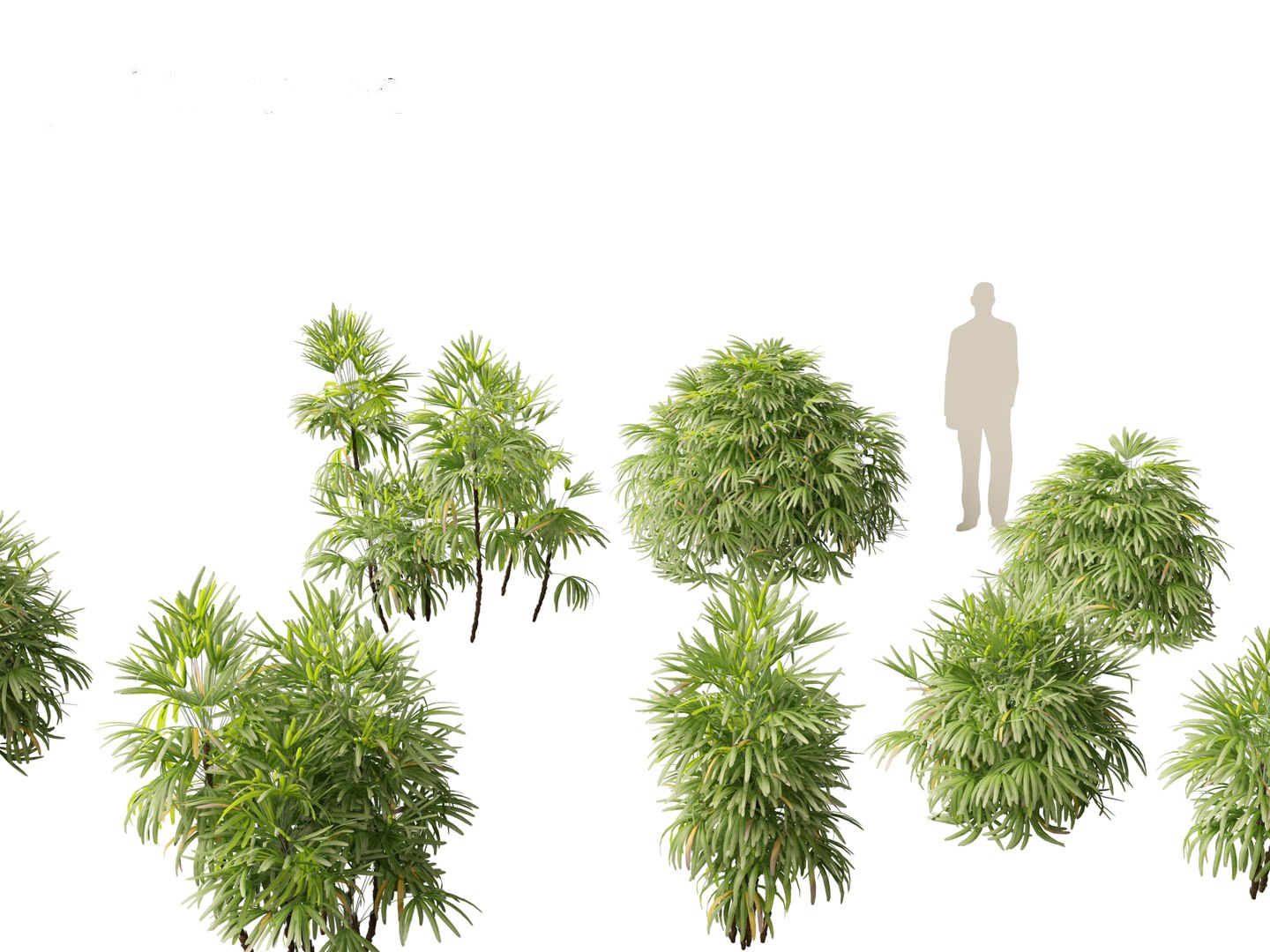 Rhapis Excelsa - Lady Palm 3D Model - TurboSquid 2124269