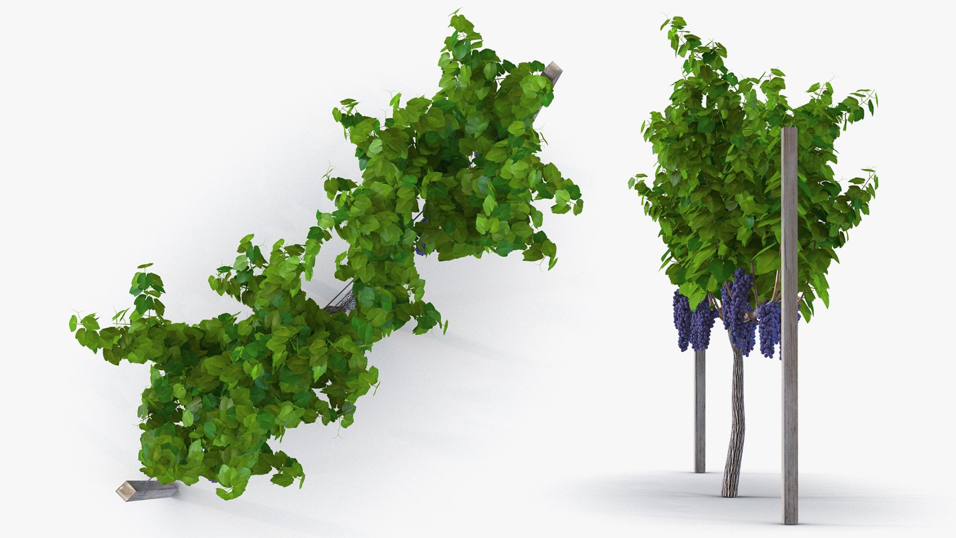 Rigged Grape Harvester With Vineyard Collection 3D Model - TurboSquid ...