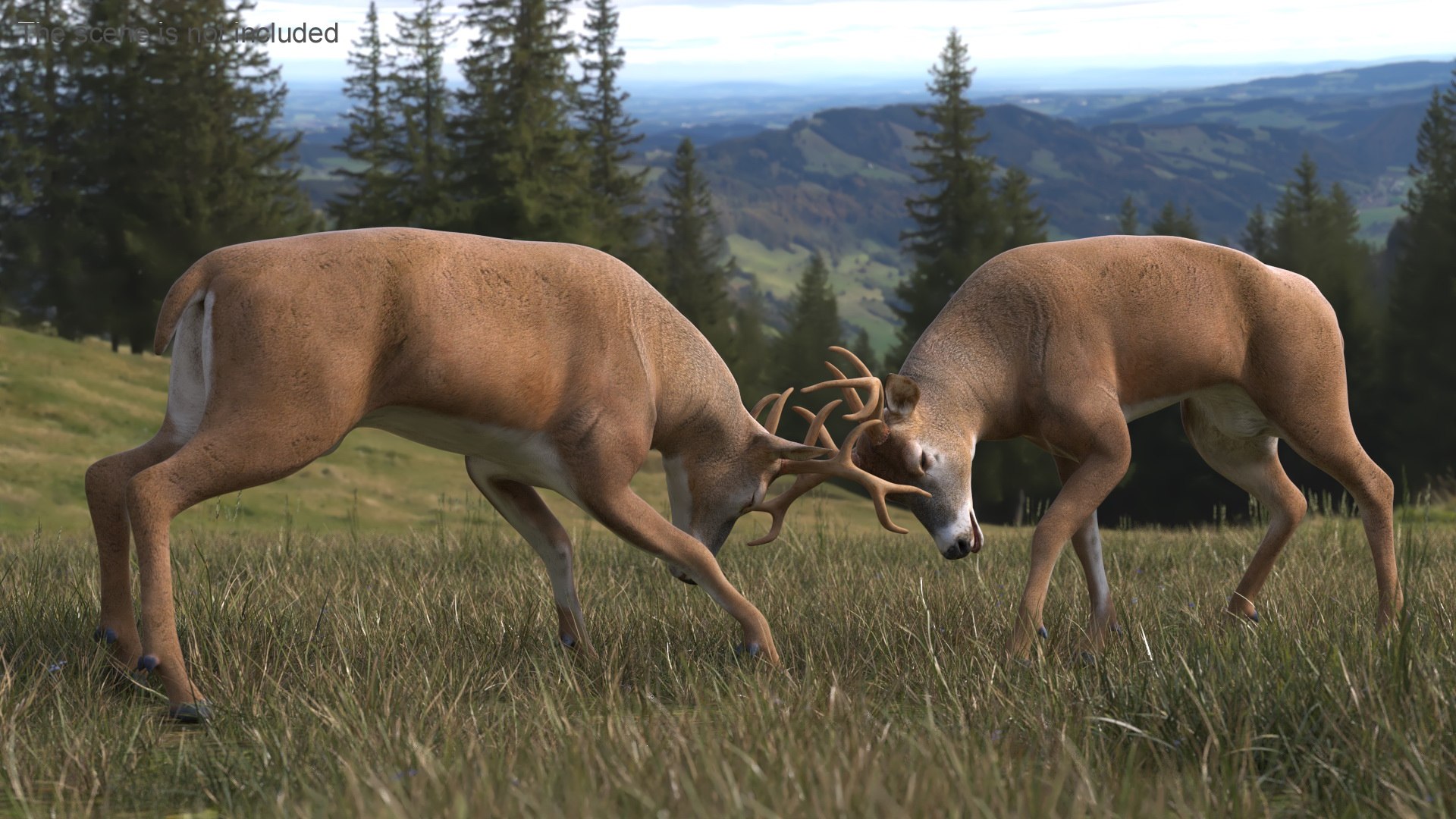 3D Whitetail Deer Fighting Model - TurboSquid 2388399