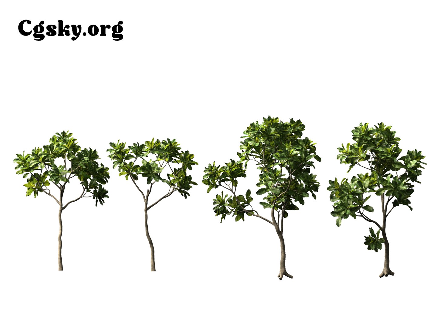 Barringtonia asiatica - fish poison tree 02 3D model 3D model ...