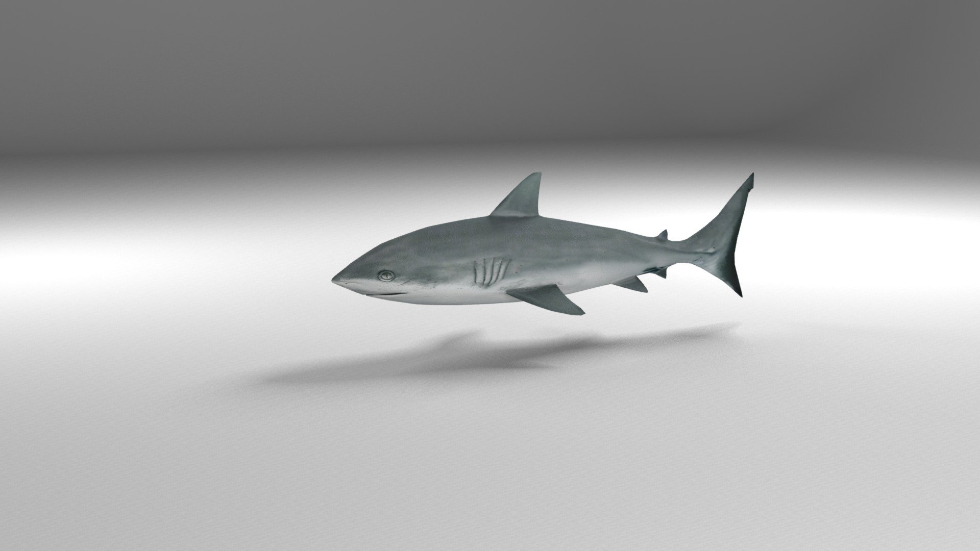 3D Shark Model - TurboSquid 2006595