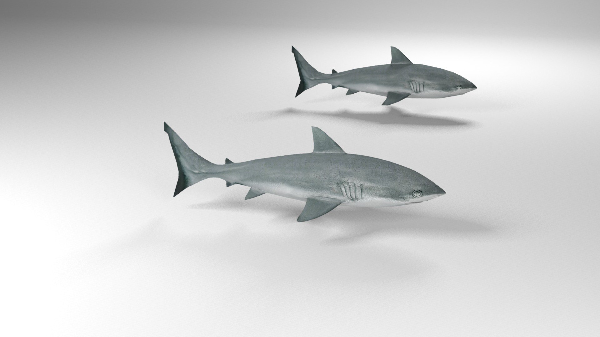 3D Shark Model - TurboSquid 2006595