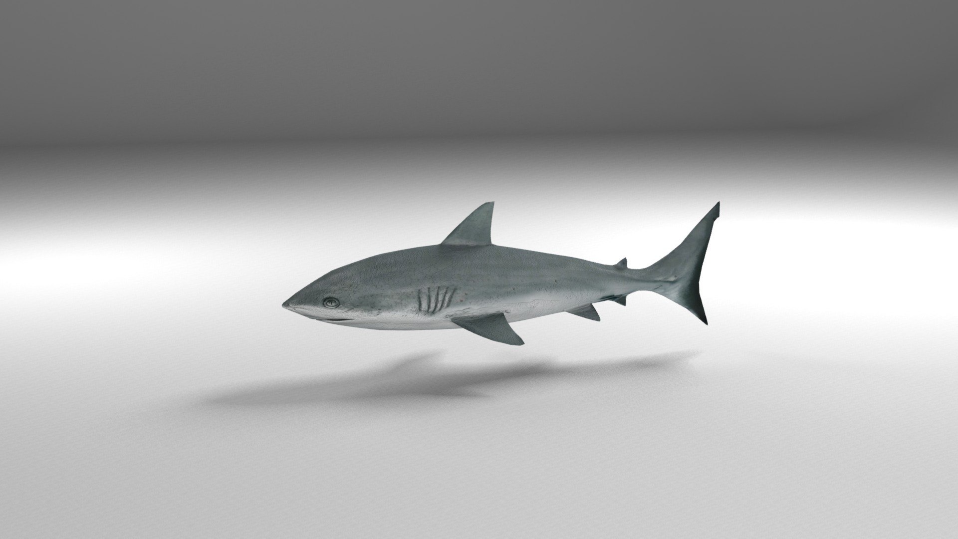 3D Shark Model - TurboSquid 2006595