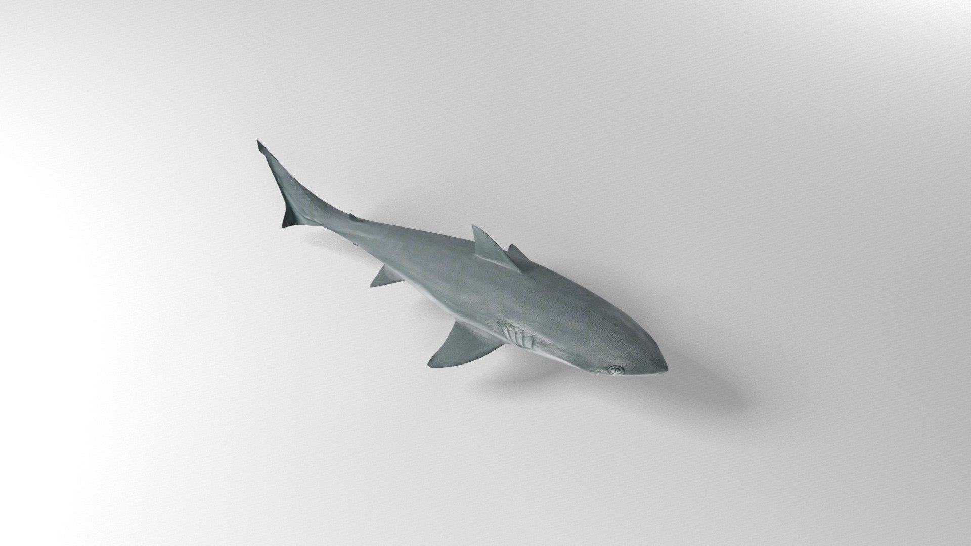 3D Shark Model - TurboSquid 2006595