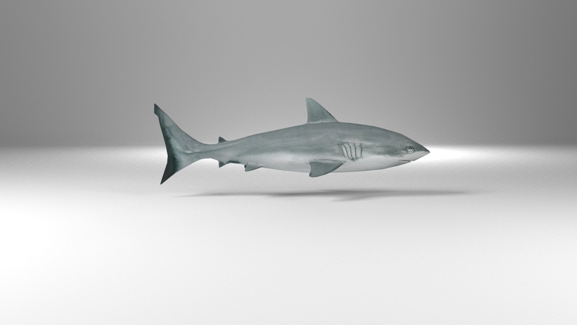 3D Shark Model - TurboSquid 2006595