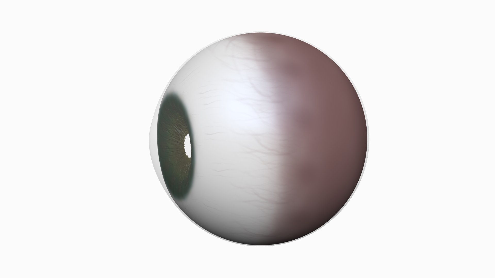 3D EyeBall Model - TurboSquid 2042964