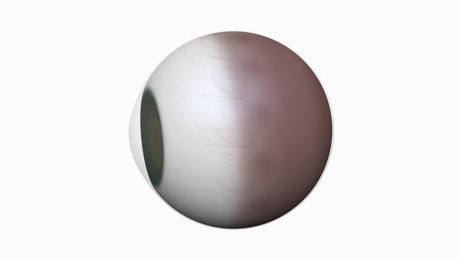 3D EyeBall Model - TurboSquid 2042964