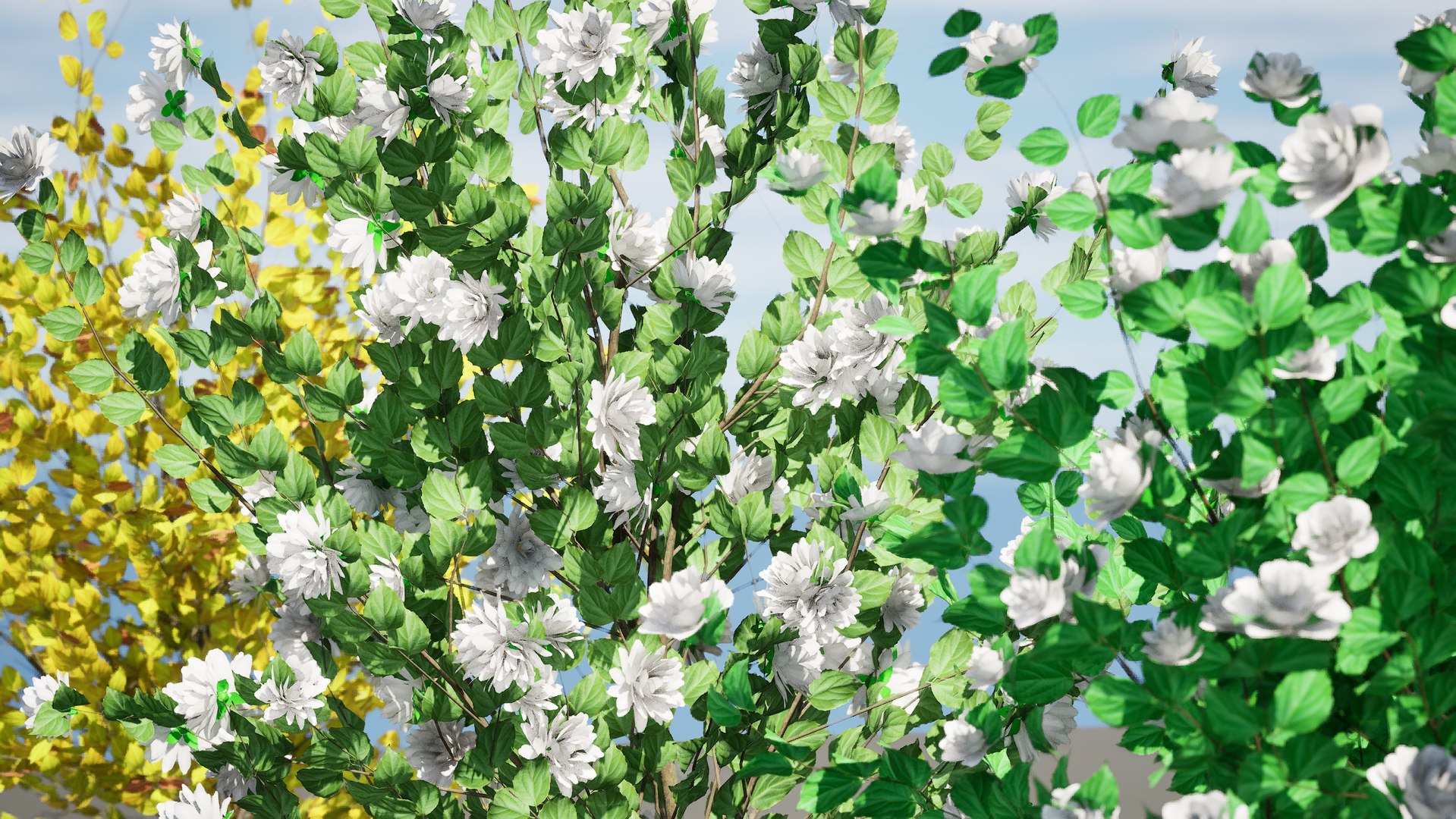 Miniature Virginal Mock Orange Flower 3d Pack 3D Model - TurboSquid 2178187