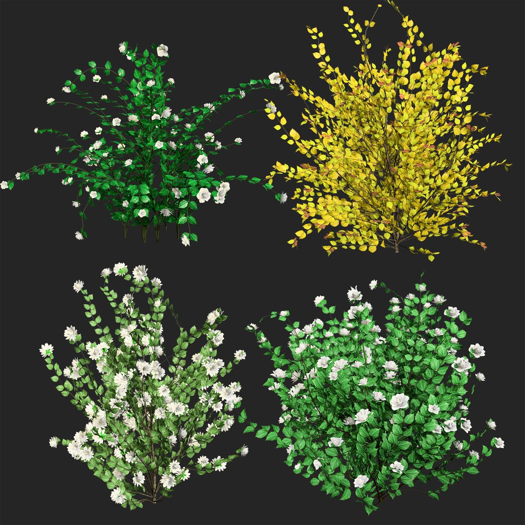 Miniature Virginal Mock Orange Flower 3d Pack 3D Model - TurboSquid 2178187