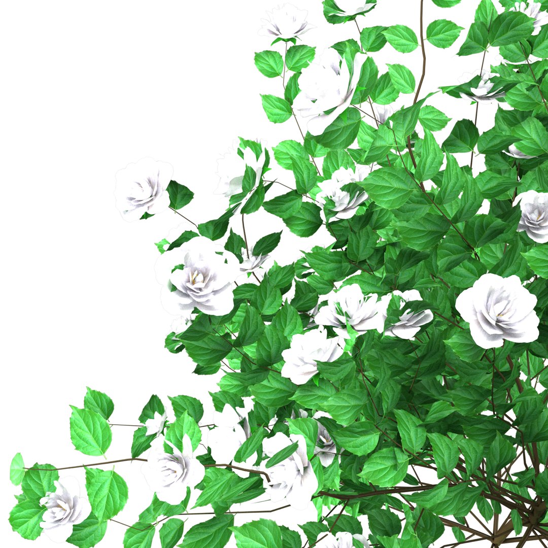 Miniature Virginal Mock Orange Flower 3d Pack 3D Model - TurboSquid 2178187
