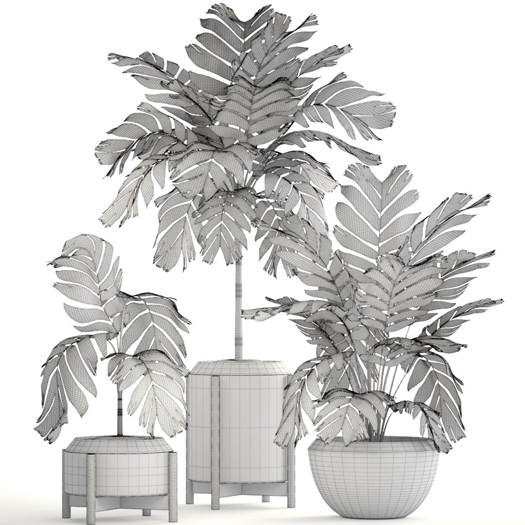 3D Palms Plants Model - TurboSquid 1249764