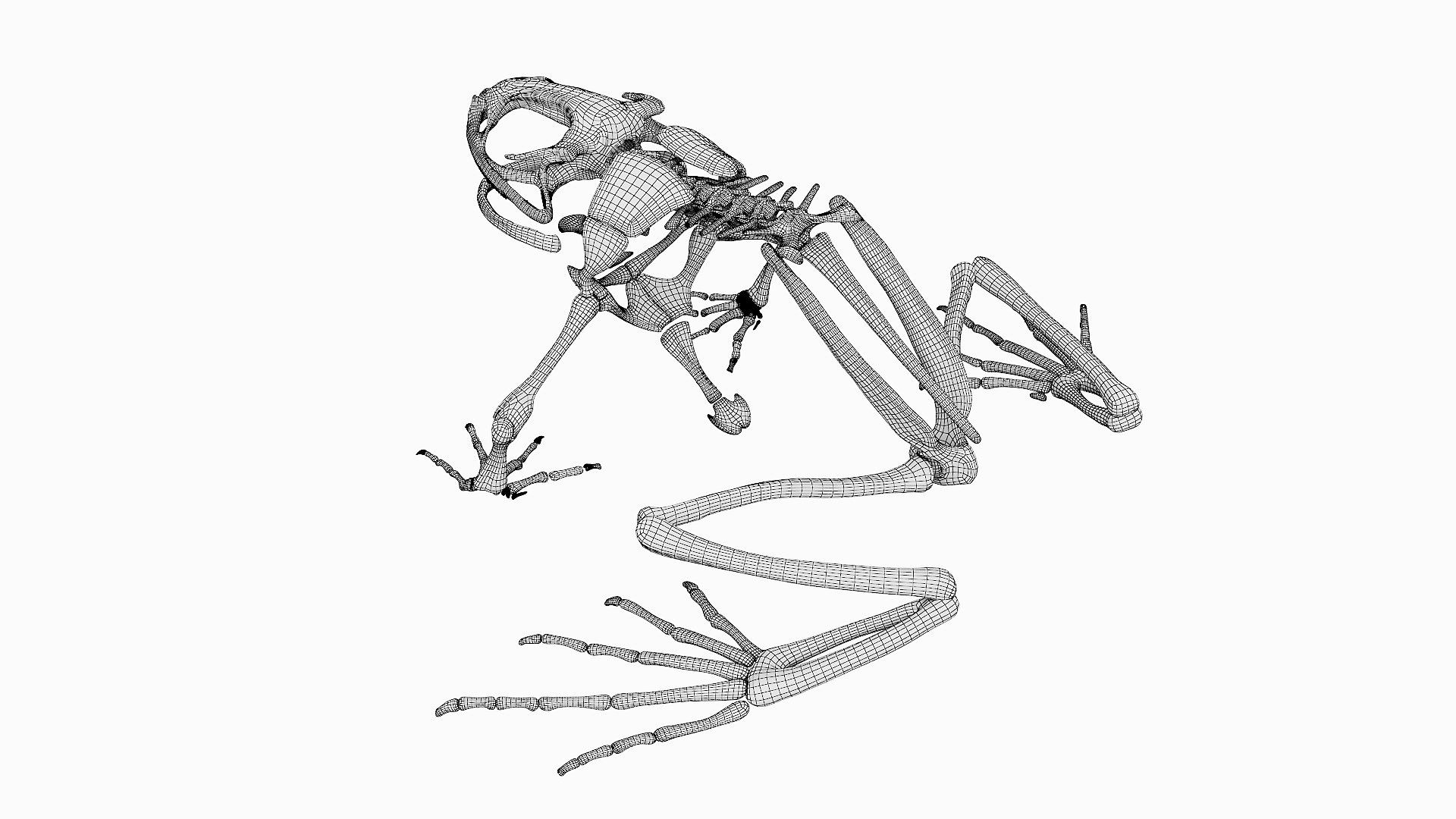 Frog Body And Skeleton Static 3D Model - TurboSquid 1906592
