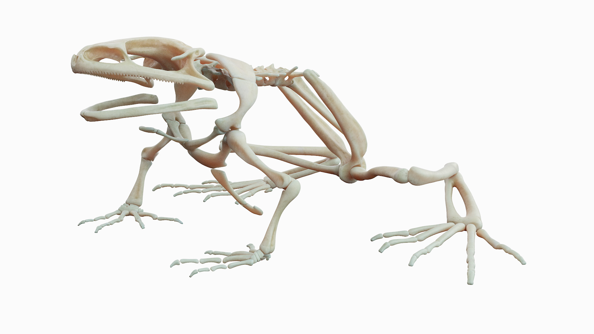Frog Body And Skeleton Static 3D Model - TurboSquid 1906592