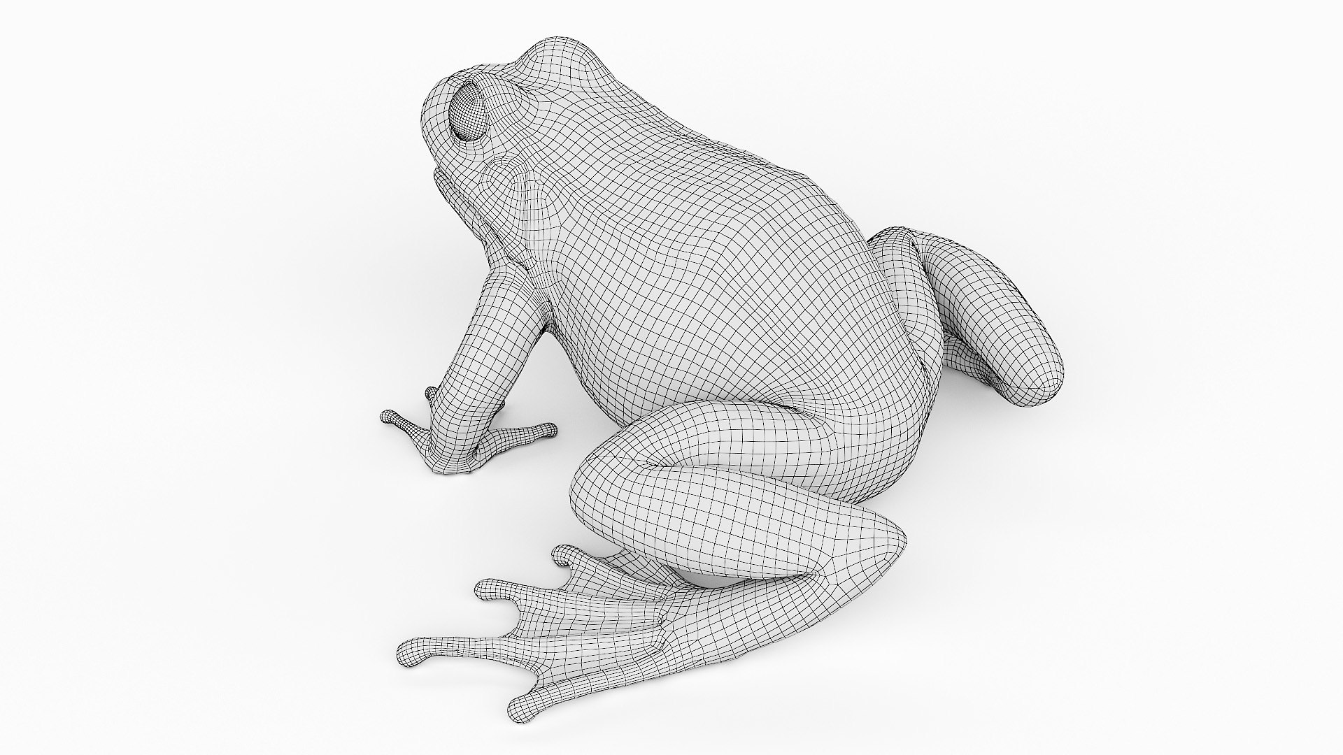 Frog Body And Skeleton Static 3D Model - TurboSquid 1906592