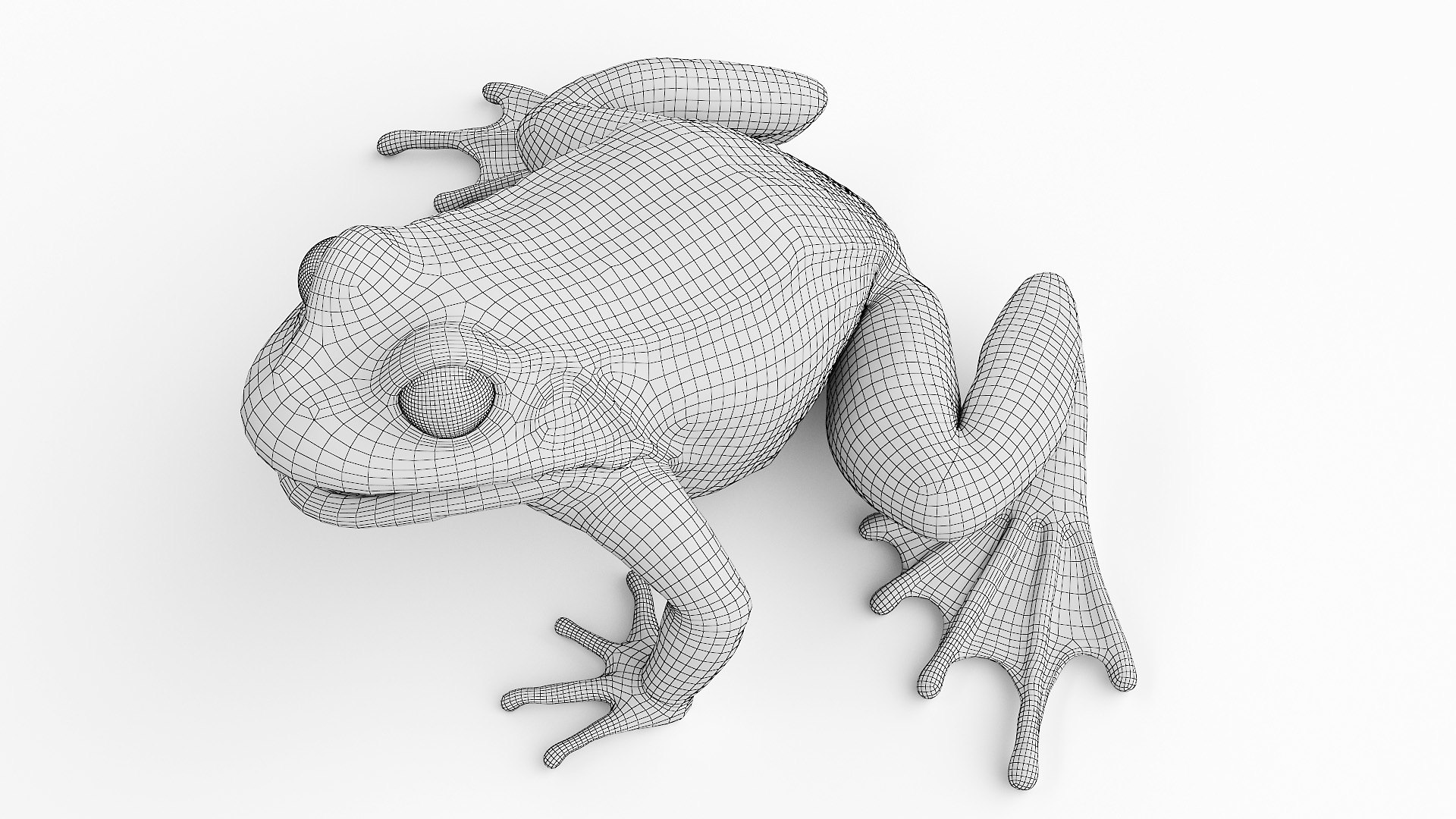Frog Body And Skeleton Static 3D Model - TurboSquid 1906592