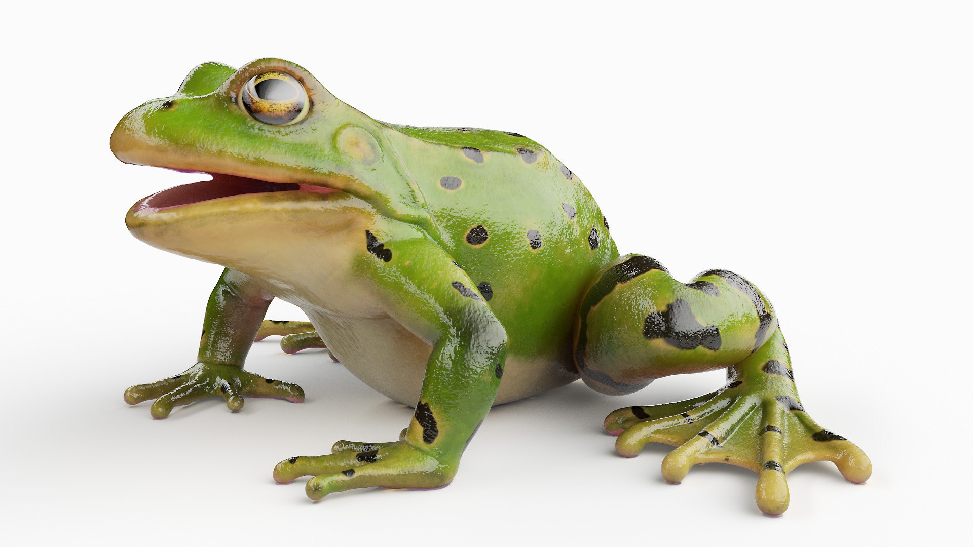 Frog Body And Skeleton Static 3D Model - TurboSquid 1906592