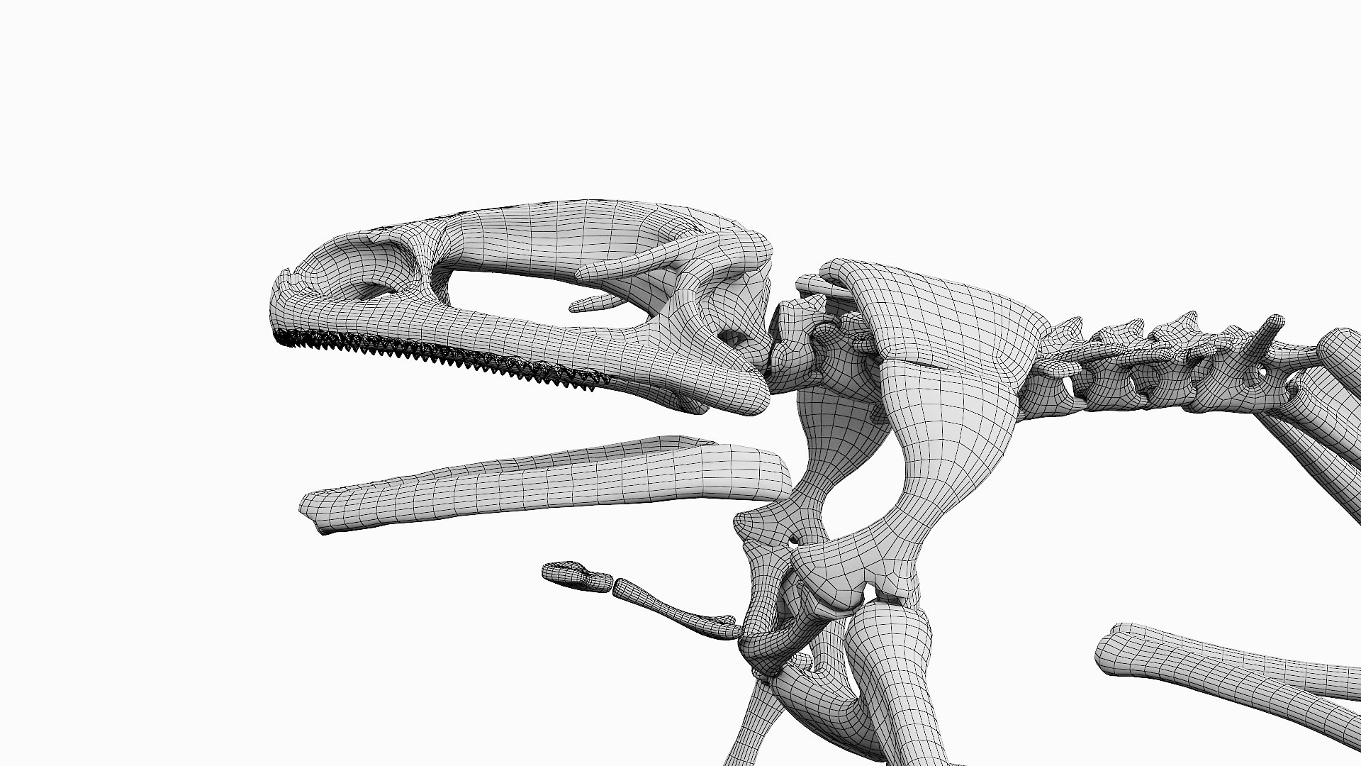 Frog Body And Skeleton Static 3D Model - TurboSquid 1906592