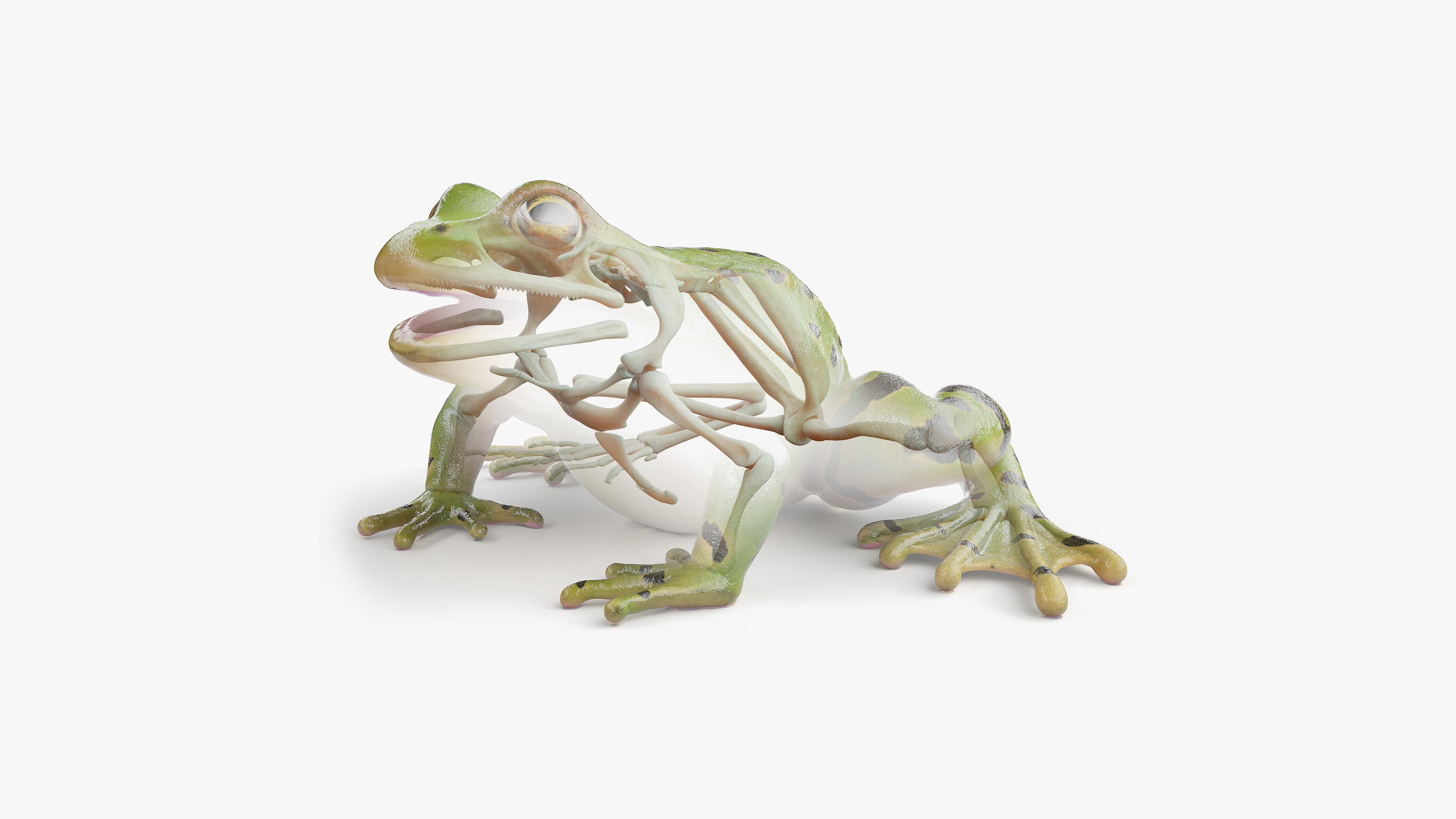 modelo 3d Cuerpo de rana y esqueleto estático - TurboSquid 1906592