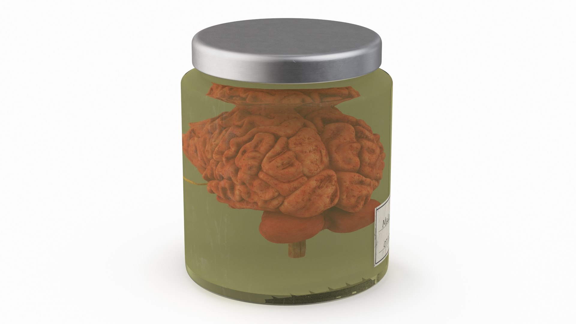 Human Brain In Glass Jar 3D Model - TurboSquid 2259007