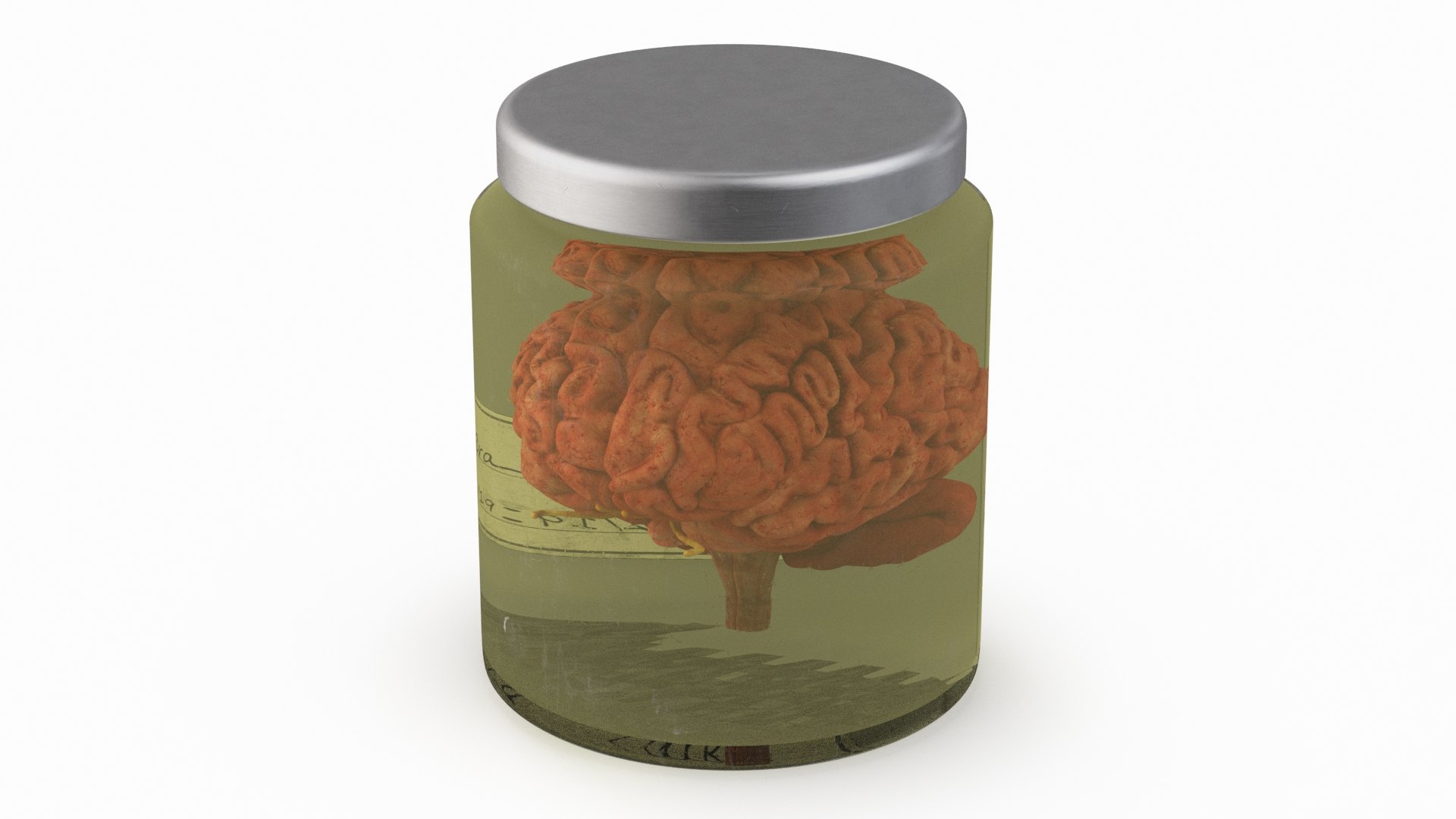 Human Brain In Glass Jar 3D Model - TurboSquid 2259007