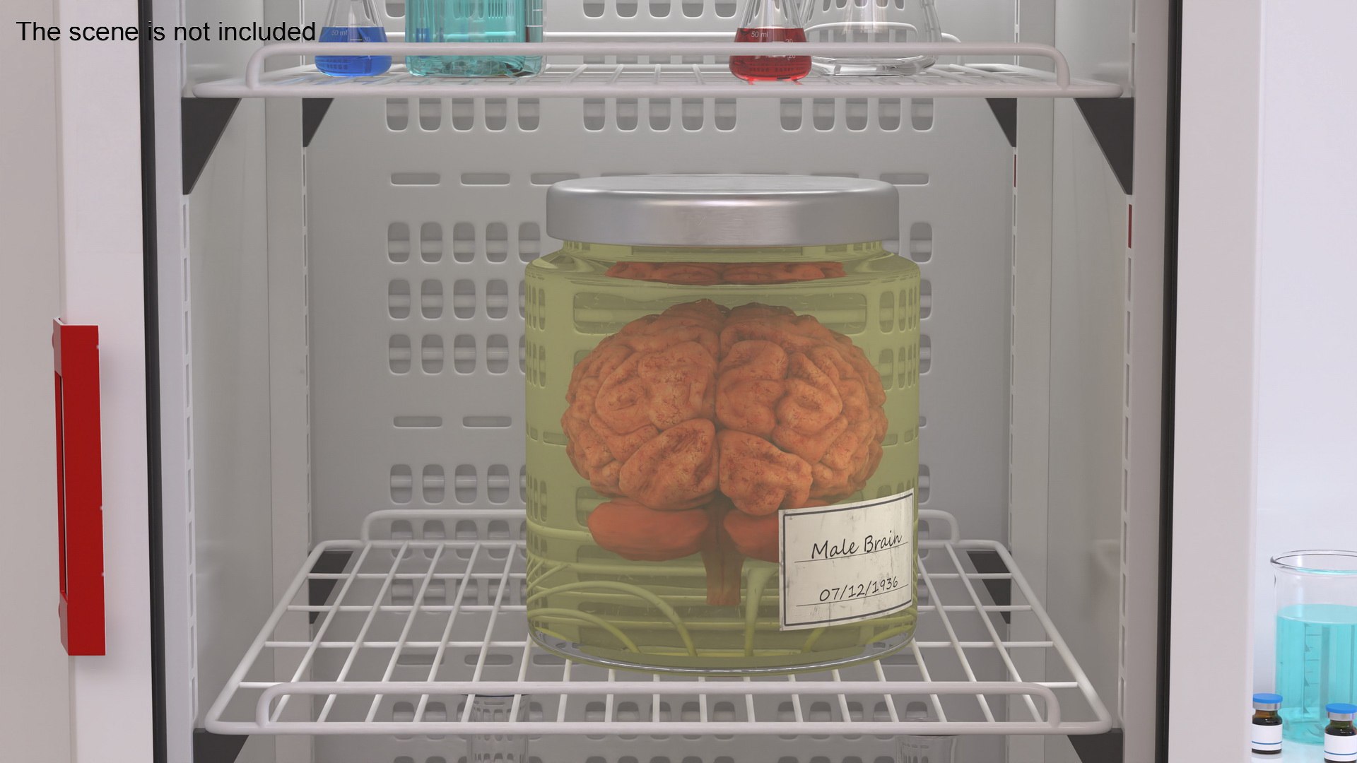 Human Brain In Glass Jar 3D Model - TurboSquid 2259007