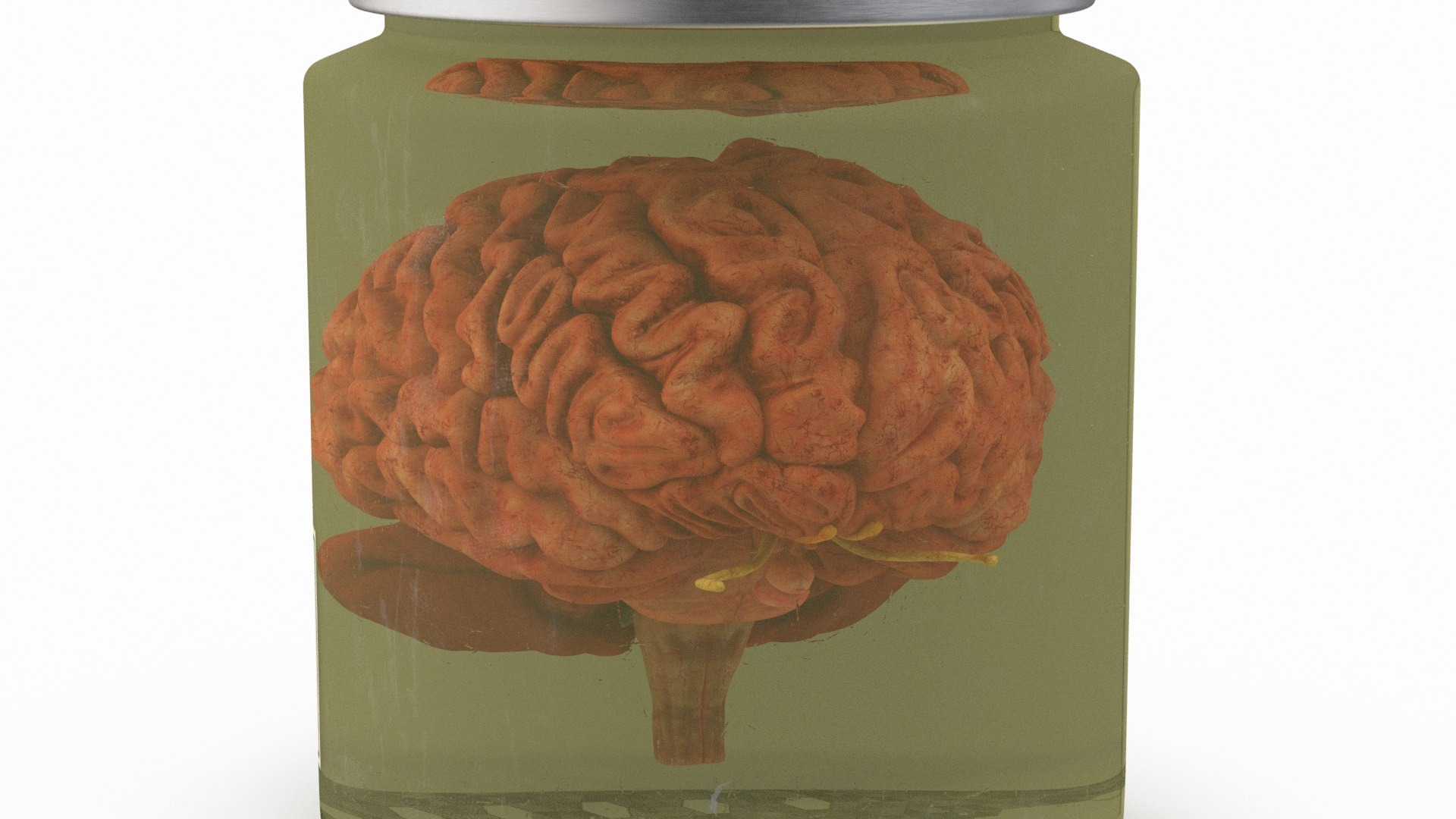 Human Brain In Glass Jar 3D Model - TurboSquid 2259007