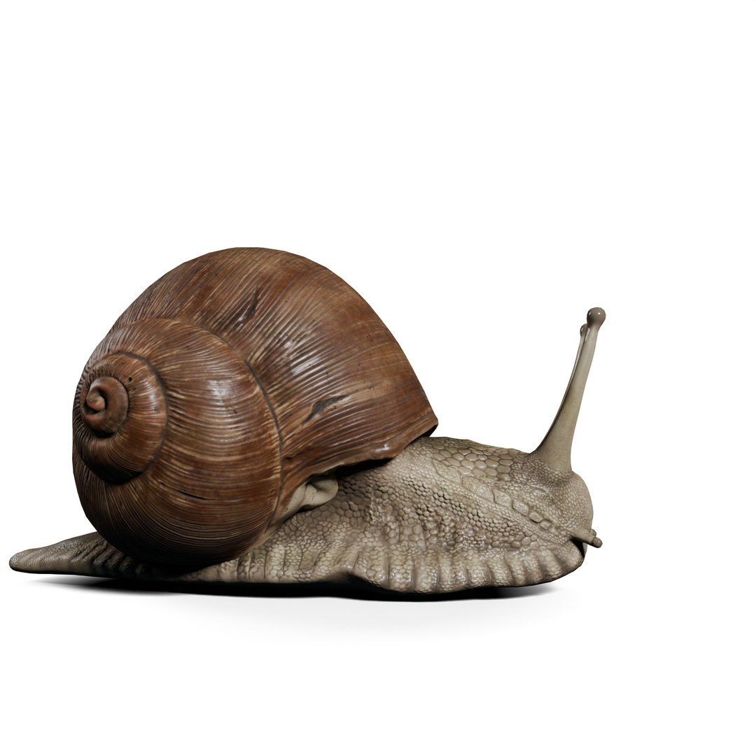 3D Snail 3D Model - TurboSquid 2338933