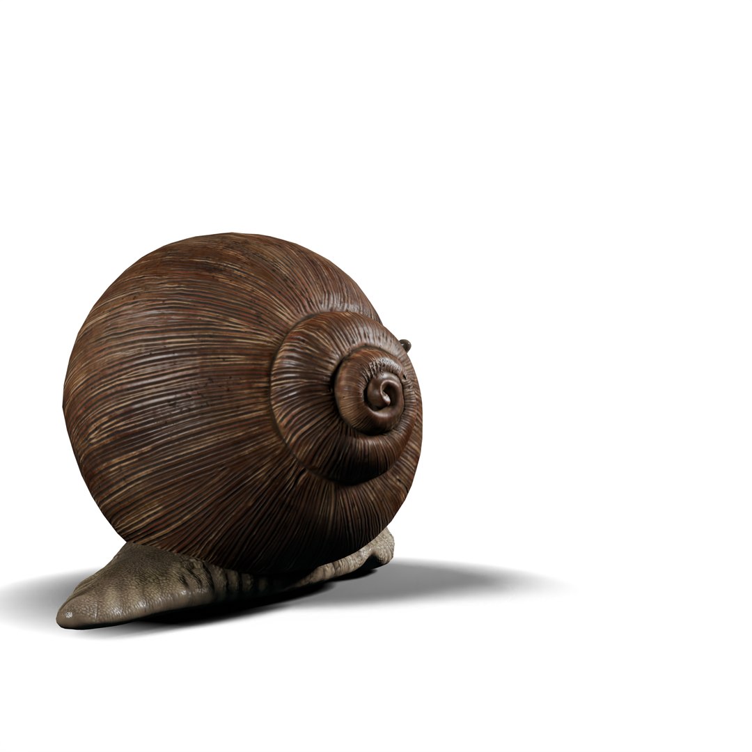 3D Snail 3D Model - TurboSquid 2338933