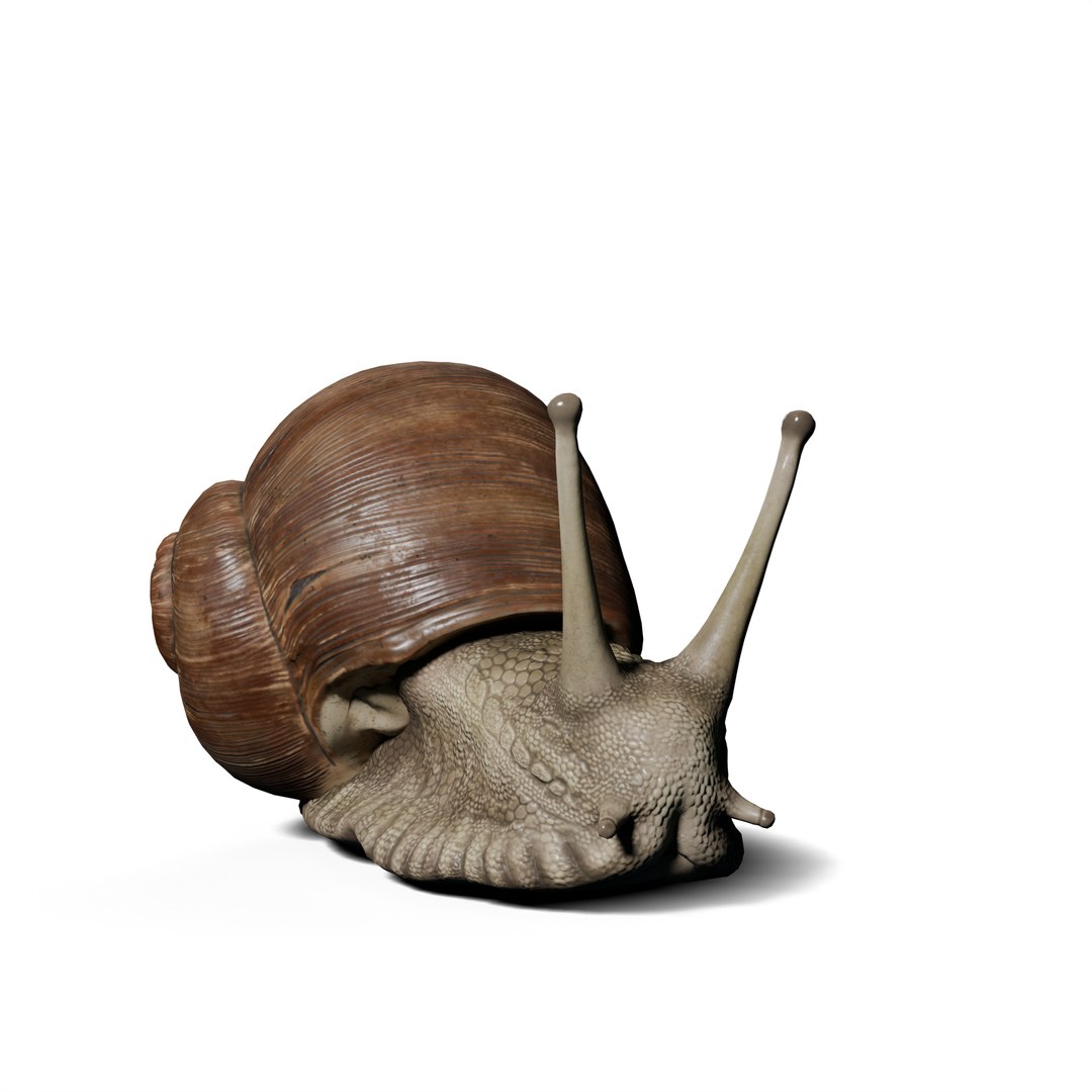 3D Snail 3D Model - TurboSquid 2338933