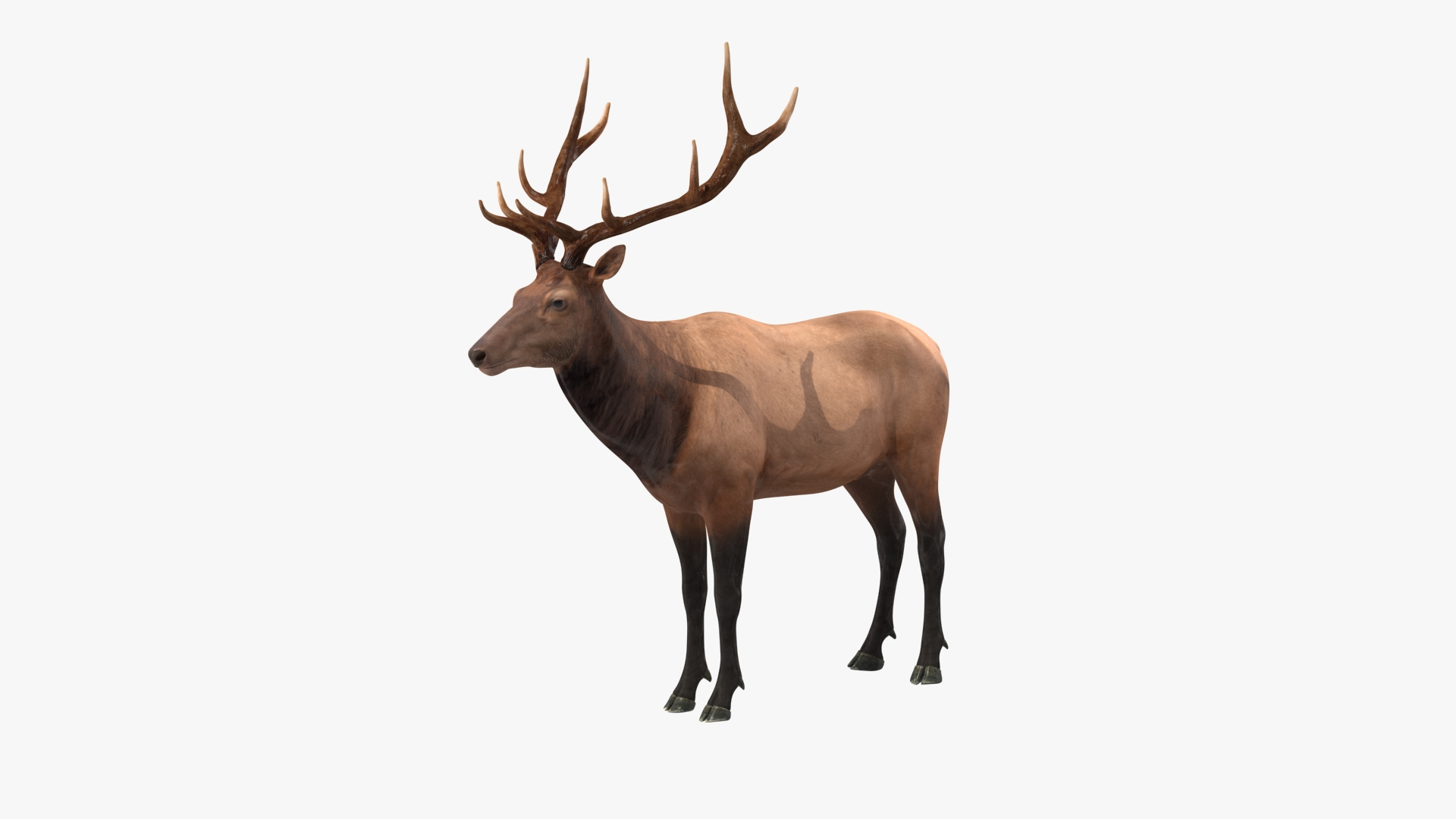 Realistic Elk Rigged For Maya 3D - TurboSquid 2288493