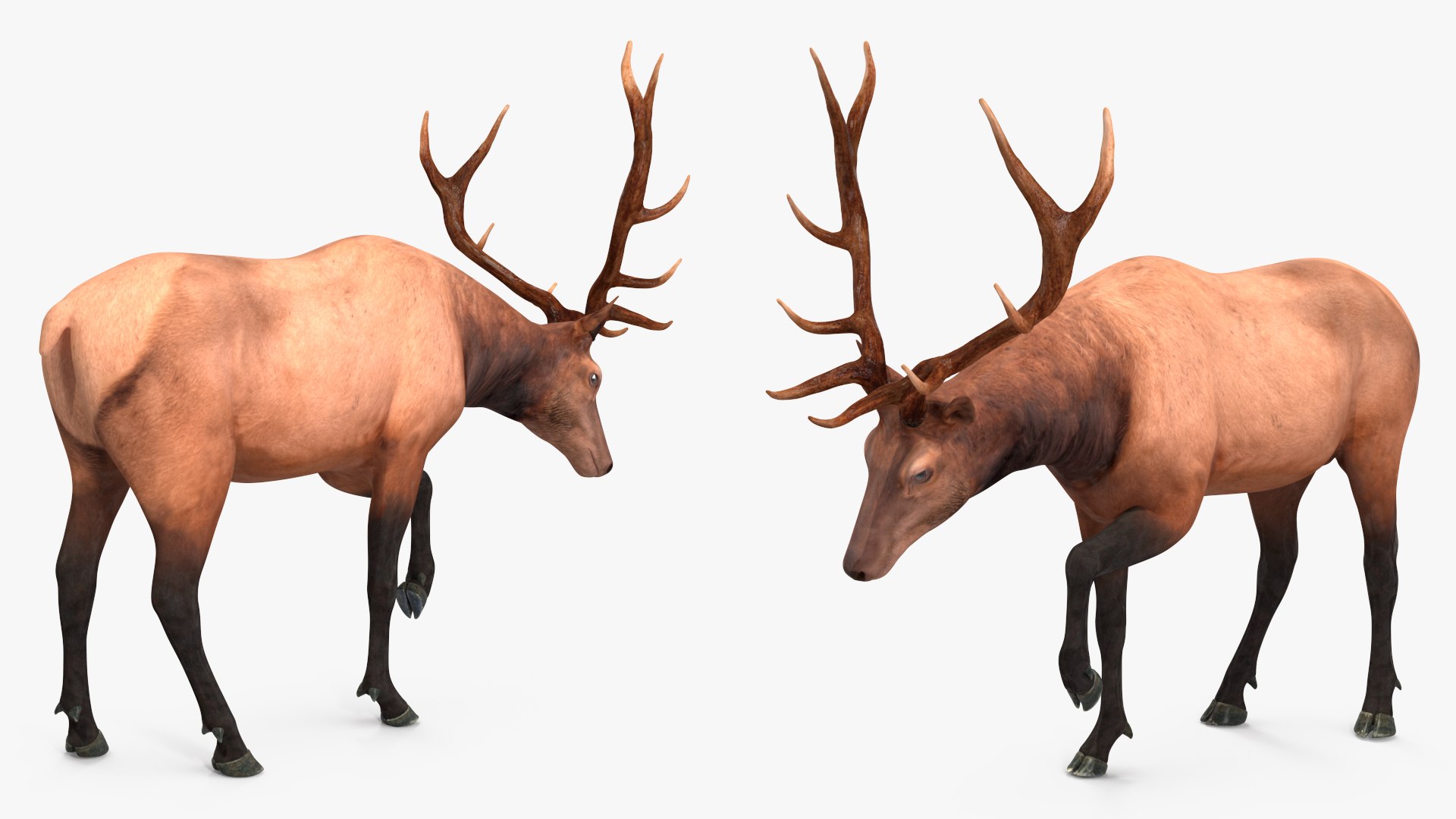 Realistic Elk Rigged For Maya 3D - TurboSquid 2288493