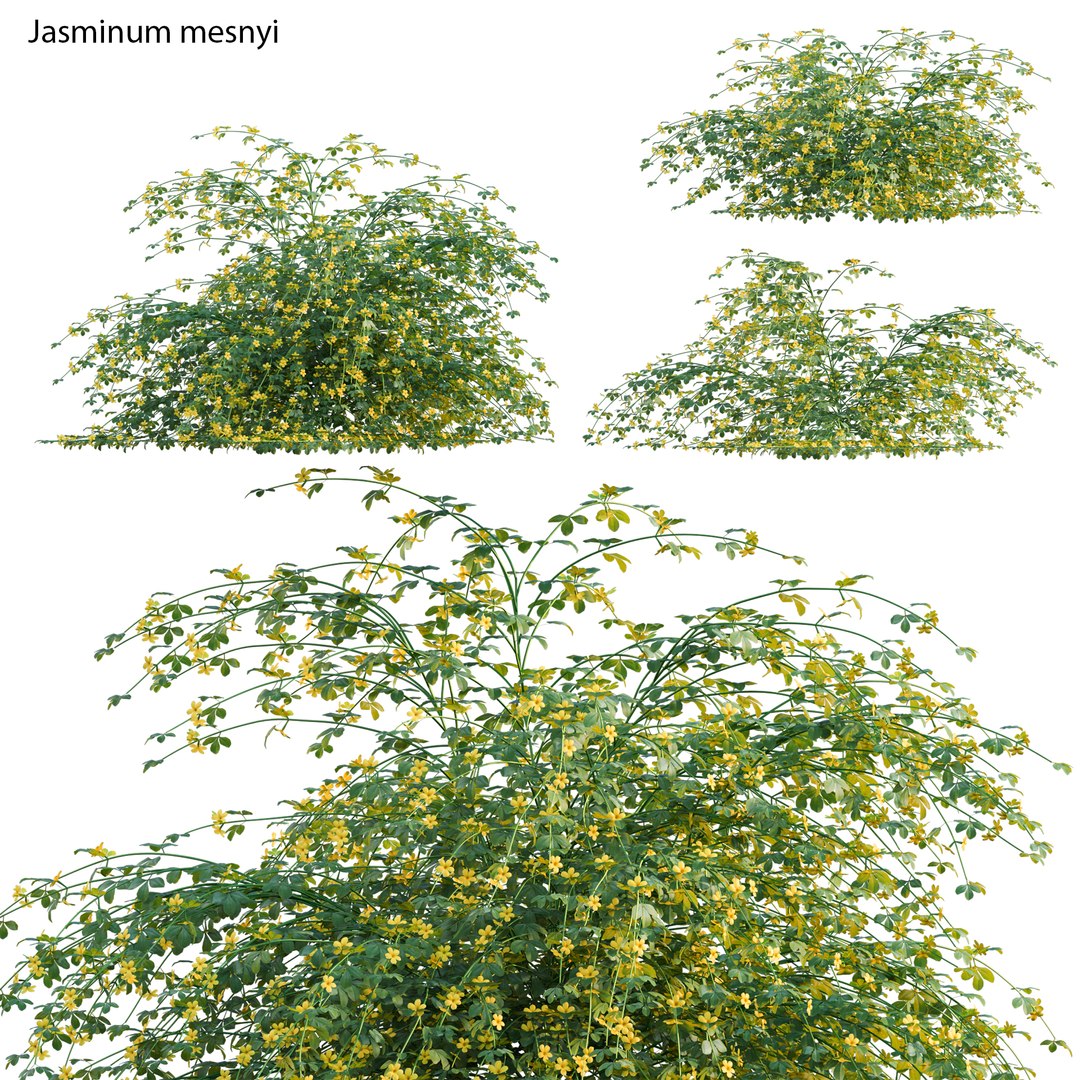 3D Jasminum Mesnyi - Primrose Jasmine 01 Model - TurboSquid 2040864