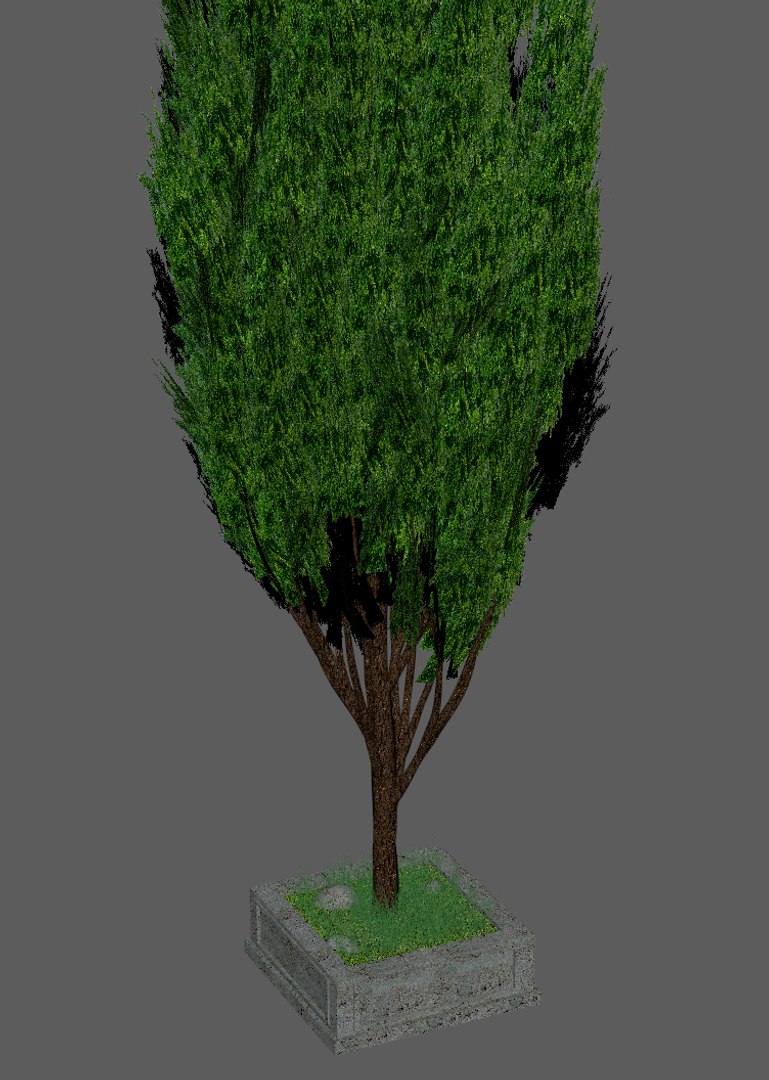 Poplar tree 3D model - TurboSquid 1237919
