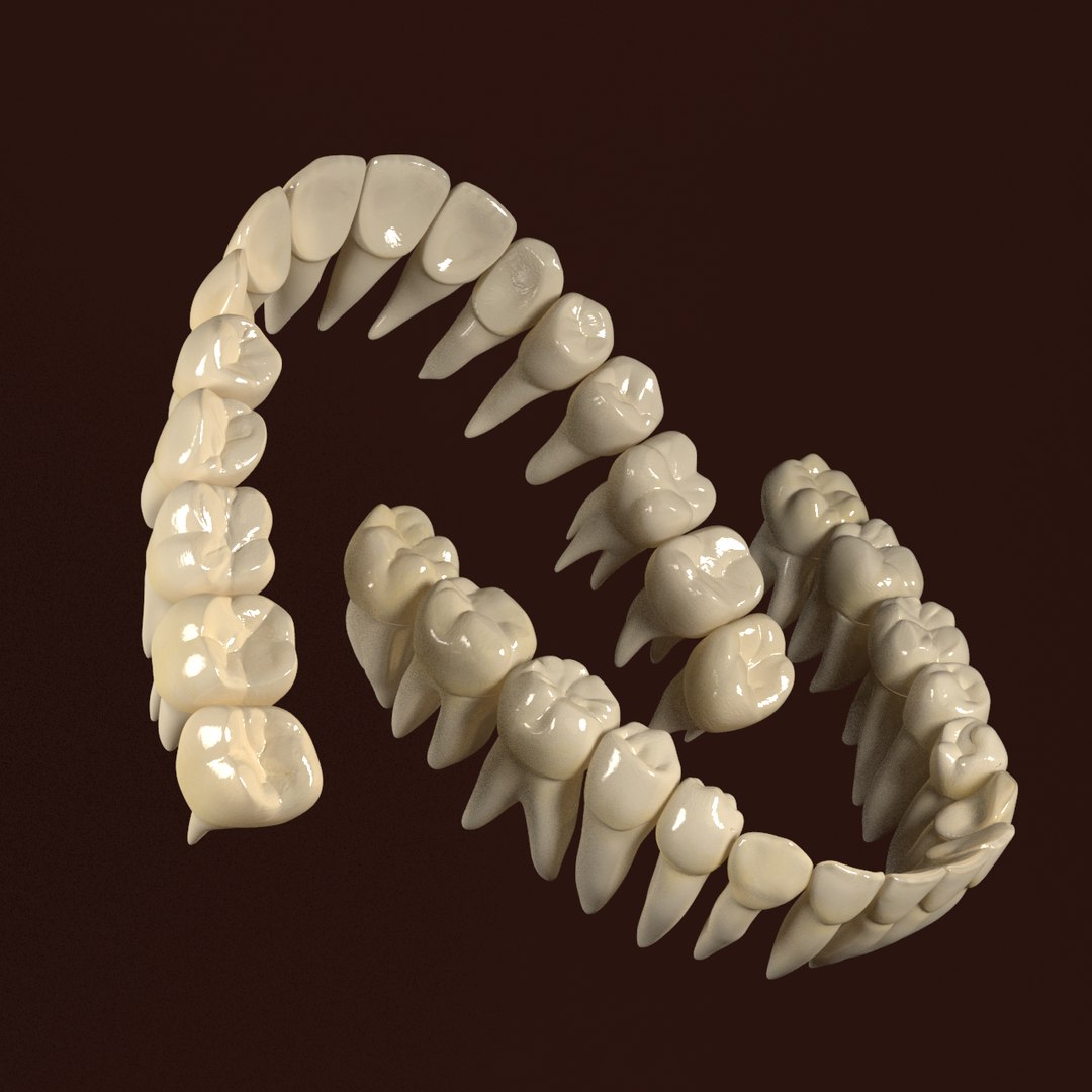 Max Realistic Teeth Gums Tongue