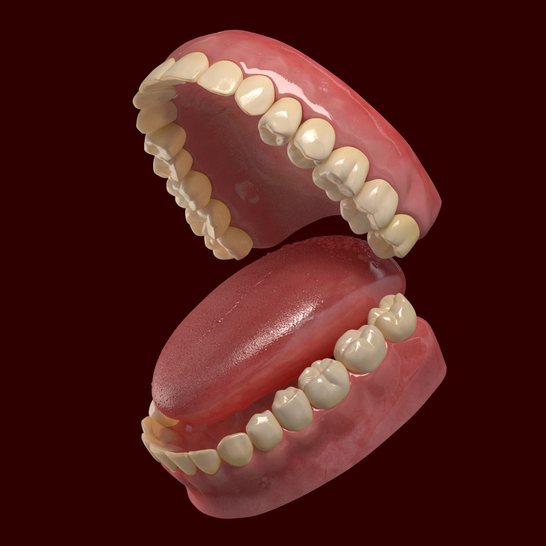 Max Realistic Teeth Gums Tongue