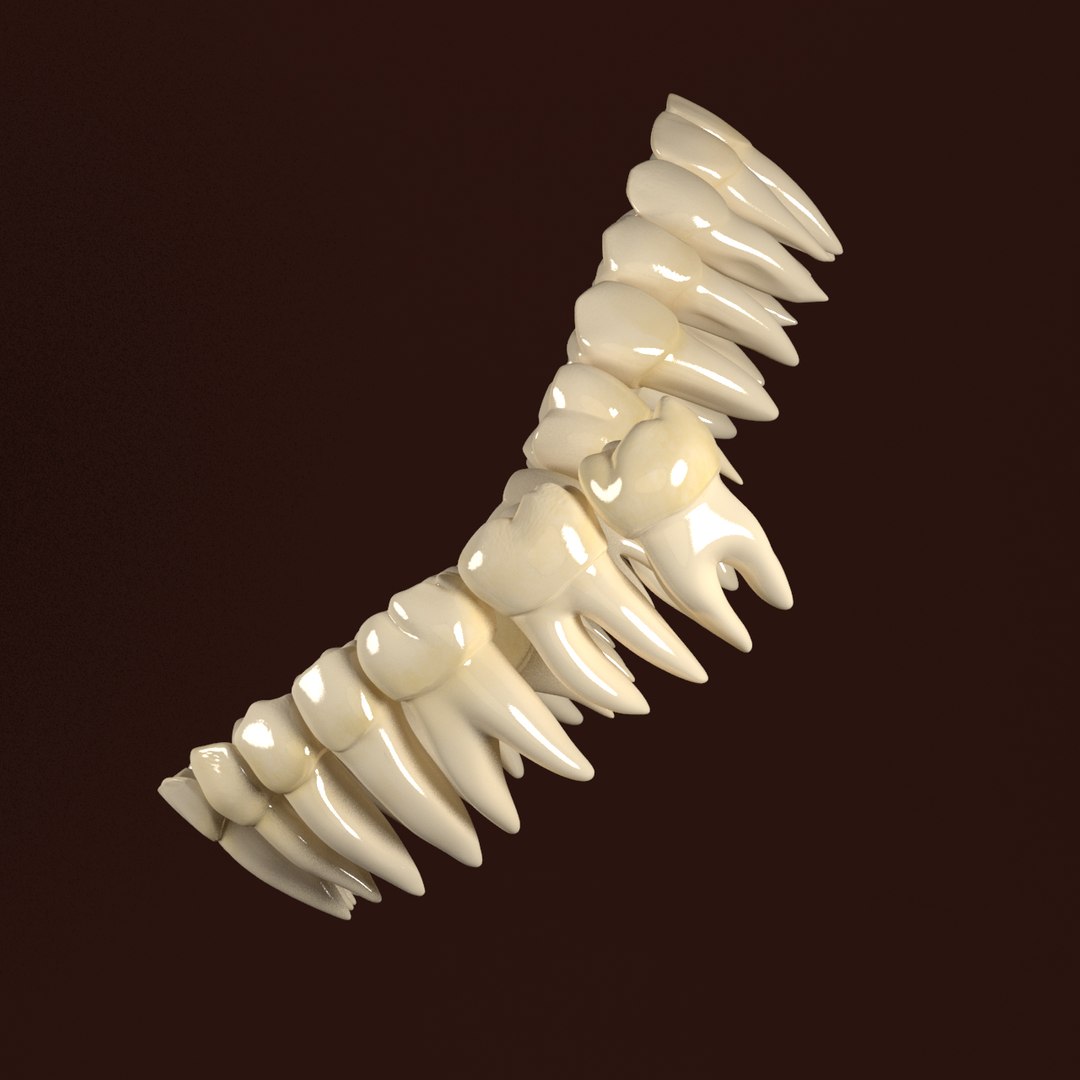 Max Realistic Teeth Gums Tongue