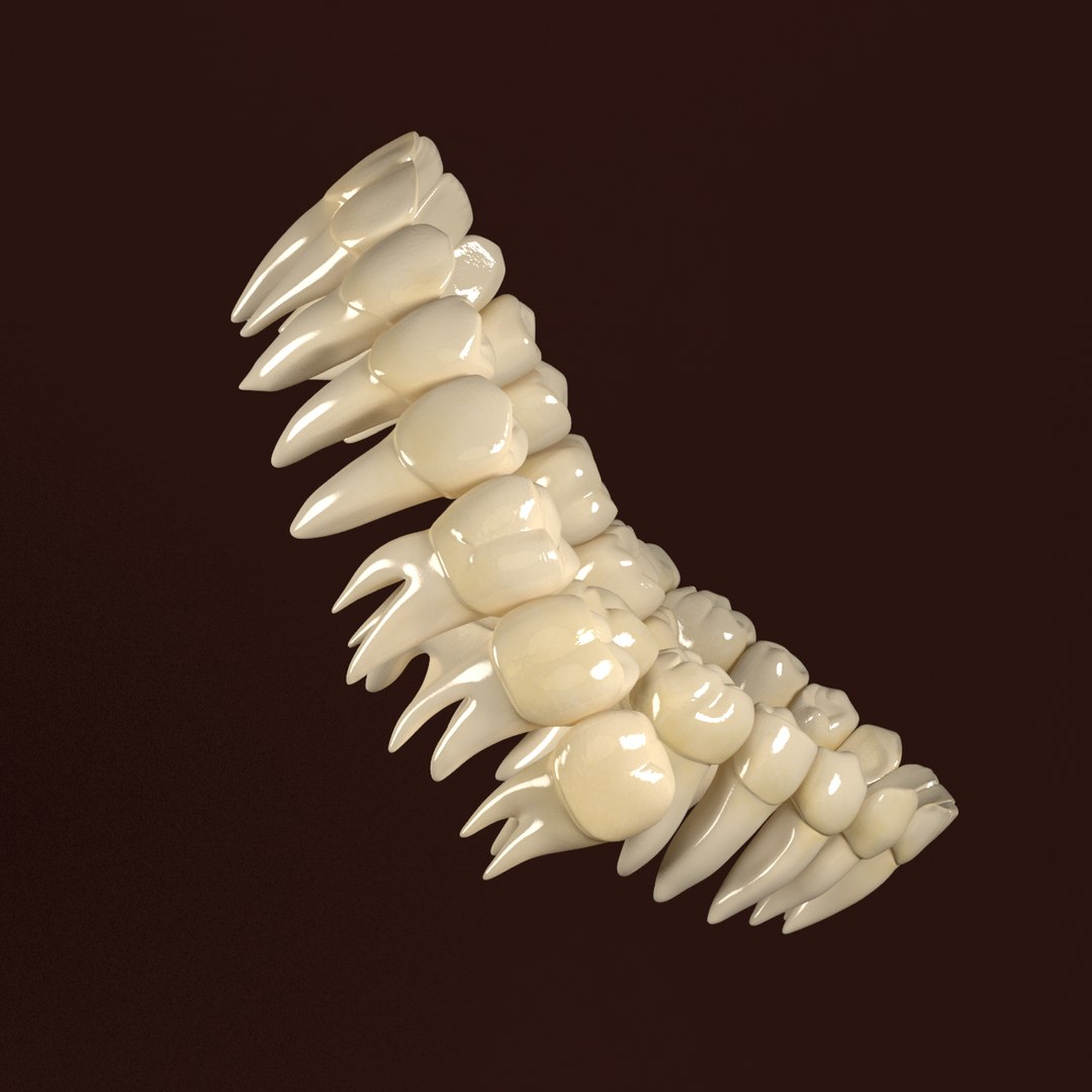 Max Realistic Teeth Gums Tongue