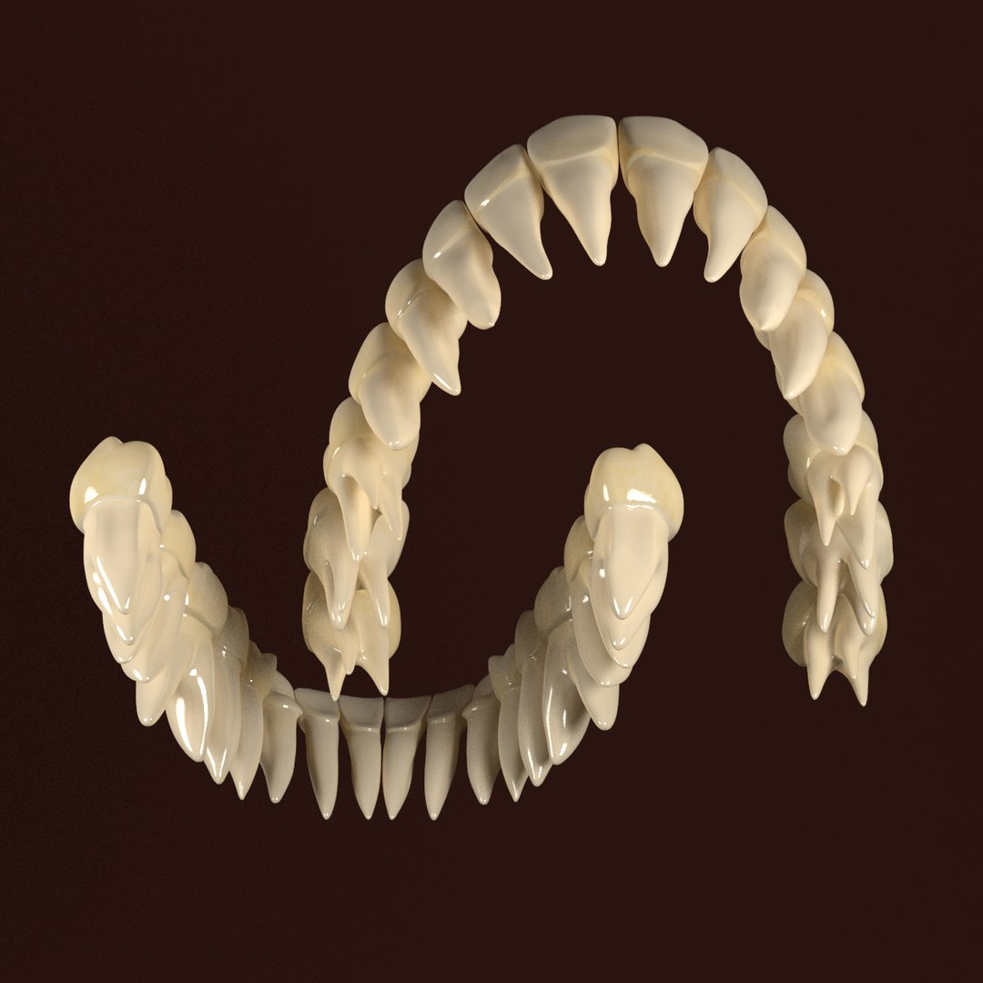 Max Realistic Teeth Gums Tongue